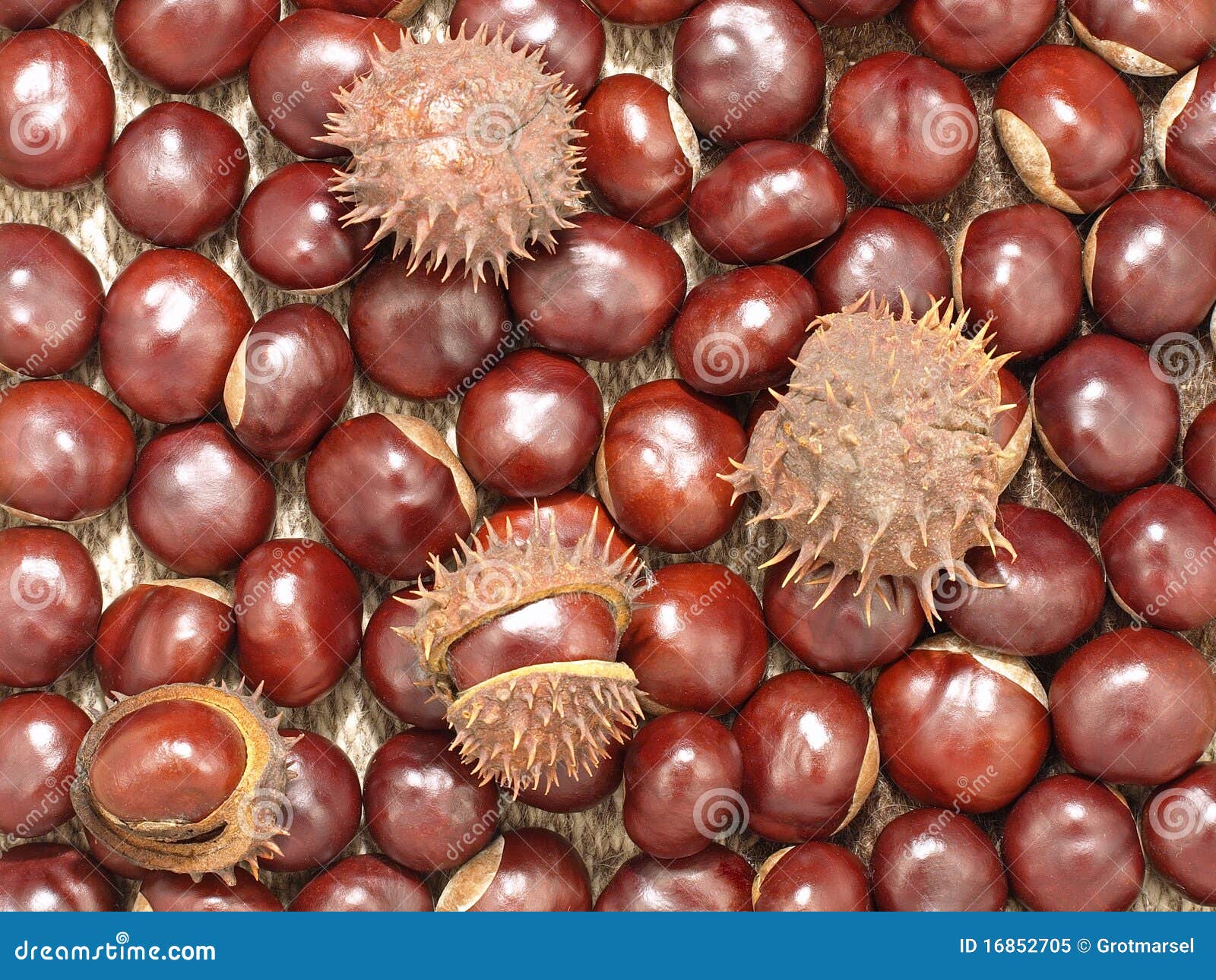 Chestnuts.Background. stock afbeelding. Image of zaad - 16852705