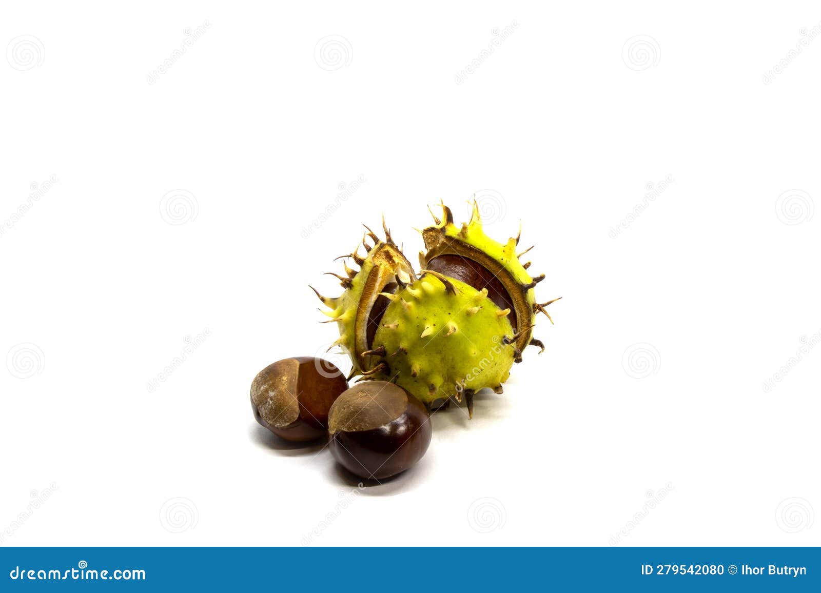 Chestnuts on a Background in a Shell Stock Photo - Image of release ...