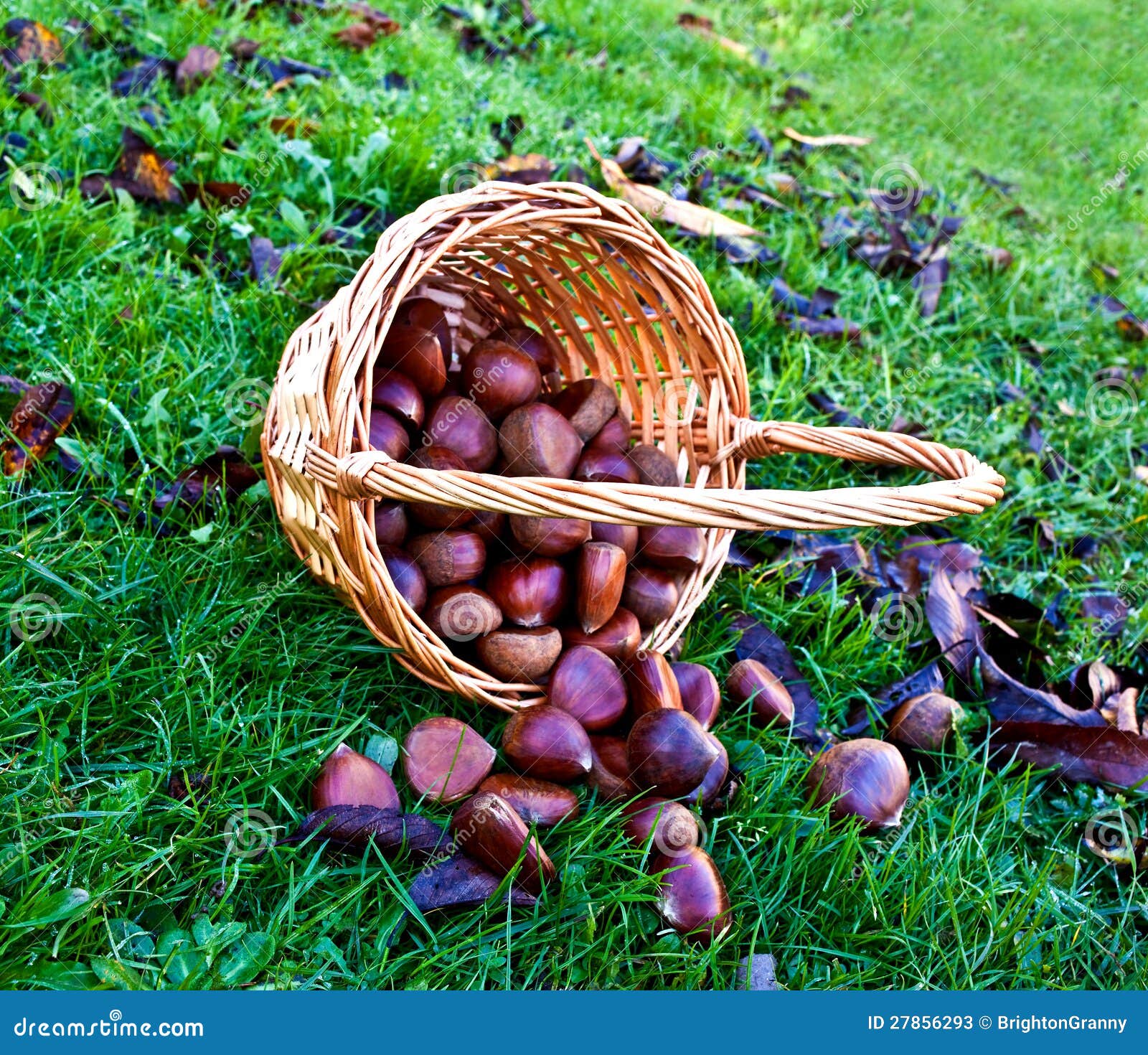 Chestnut harvest stock image. Image of tasty, fall, organic - 27856293