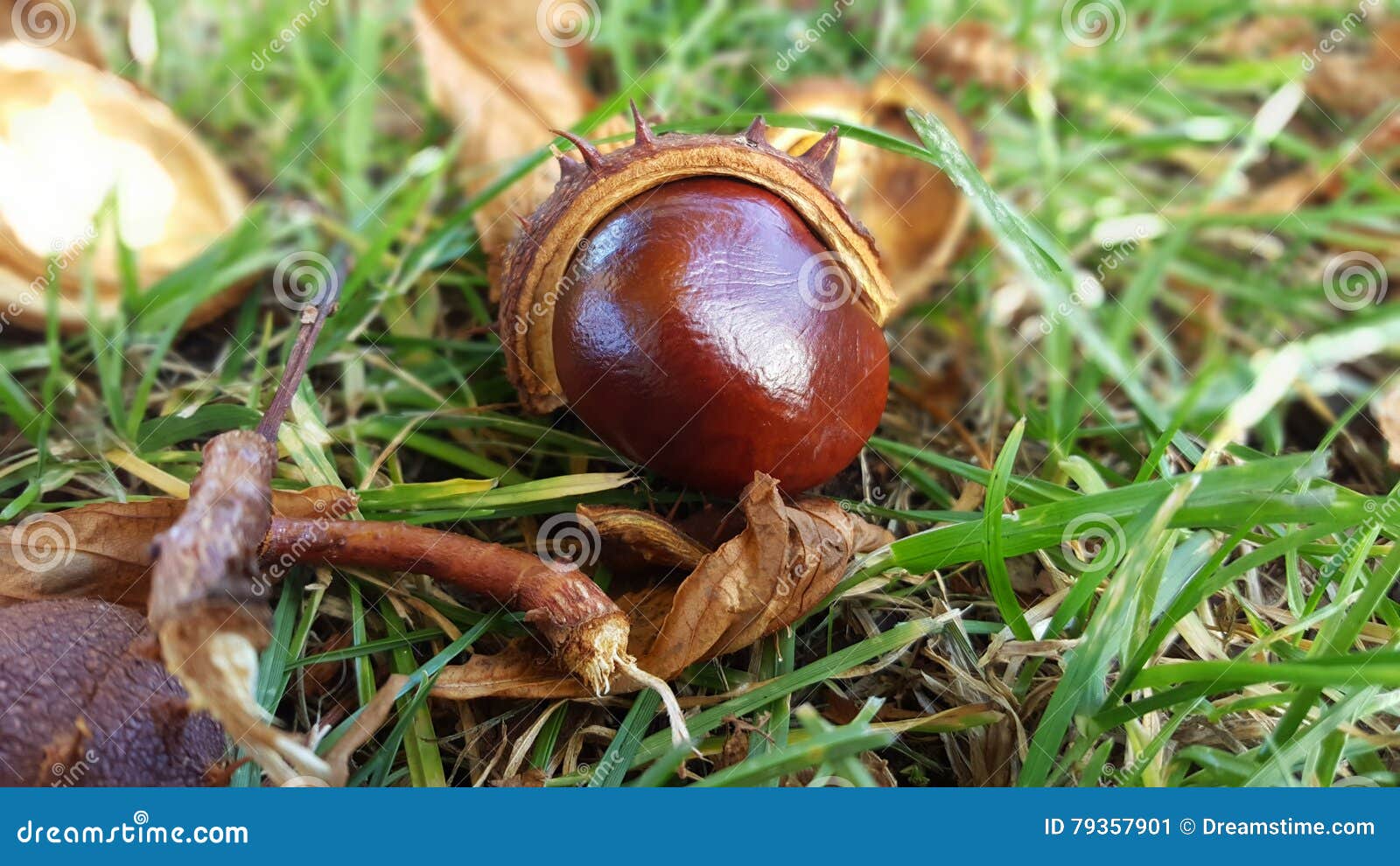 Chestnuts stock image. Image of golden, grass, green - 79357901