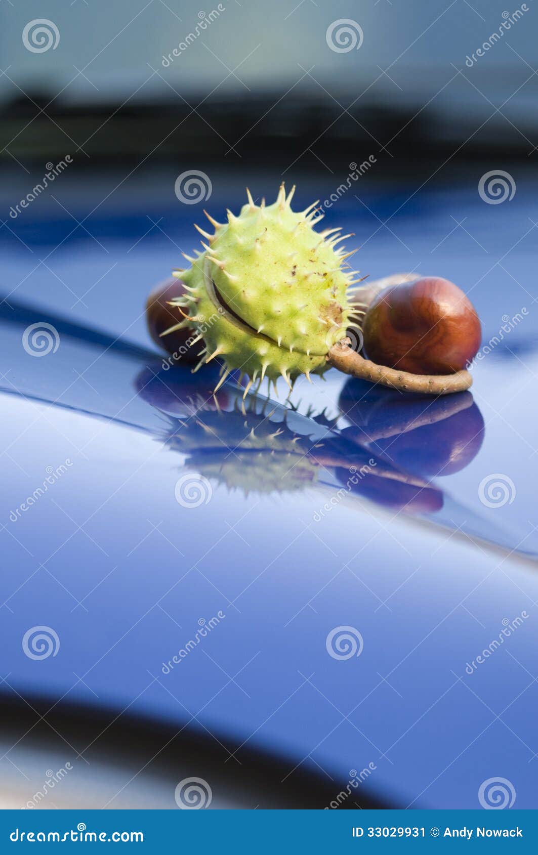 Chestnuts on the Blue Middle Stock Image - Image of open, chestnut ...
