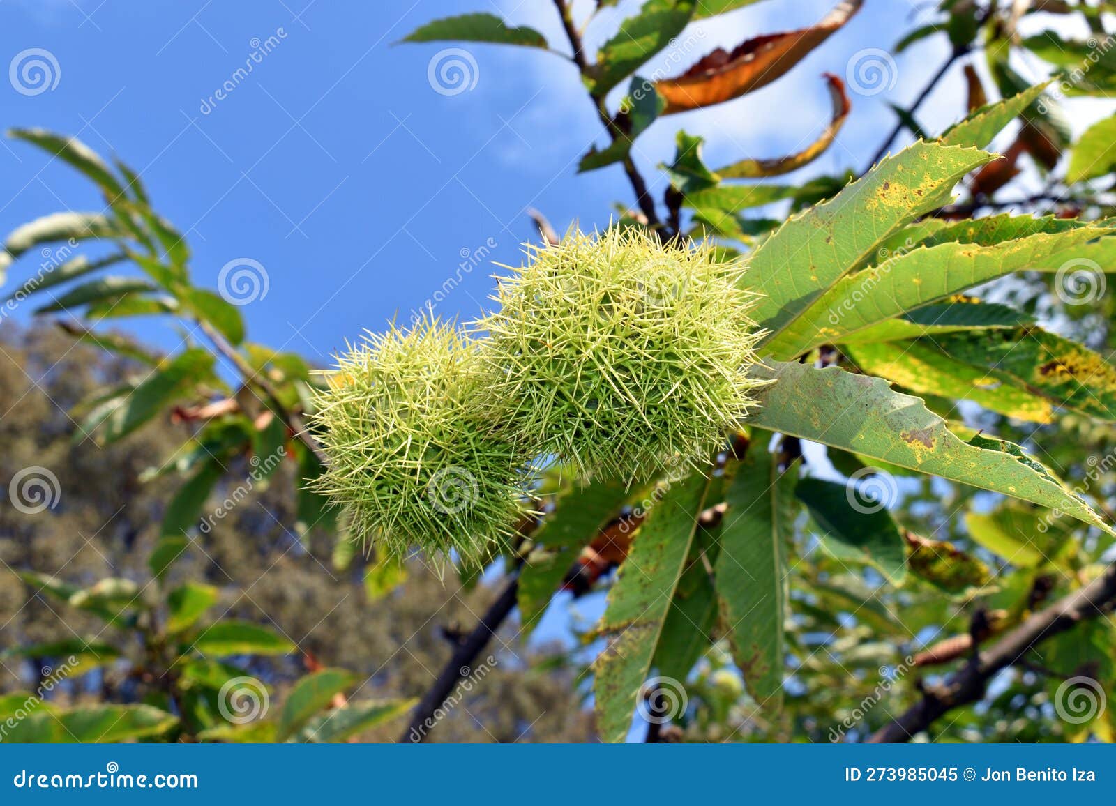 Chestnuts on the Branches of a Chestnut Tree (Castanea Sativa) Stock ...