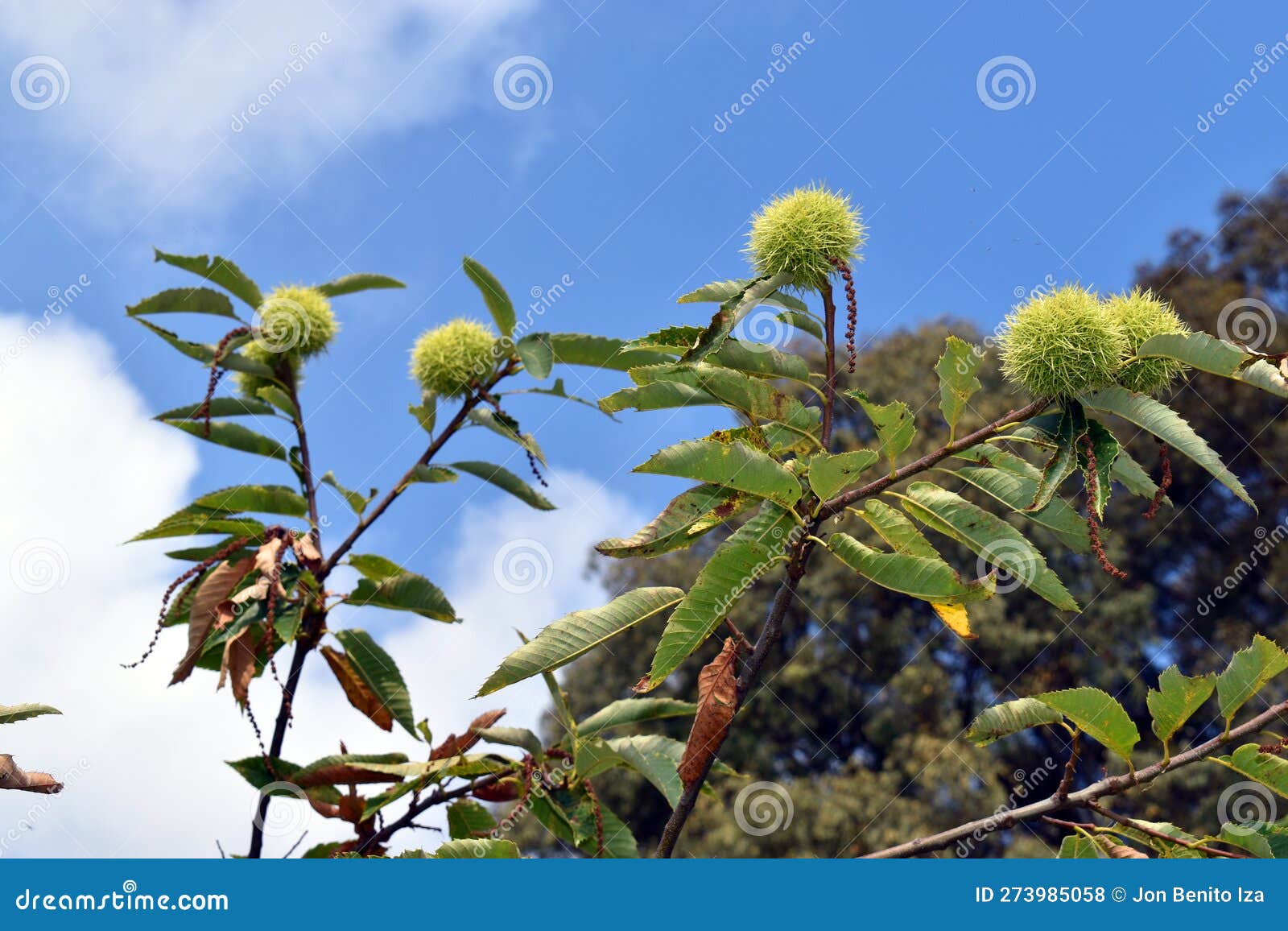 Chestnuts on the Branches of a Chestnut Tree (Castanea Sativa) Stock ...