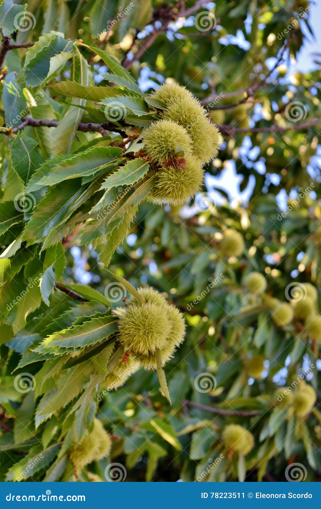 Chestnuts stock image. Image of outdoor, branches, spiny - 78223511