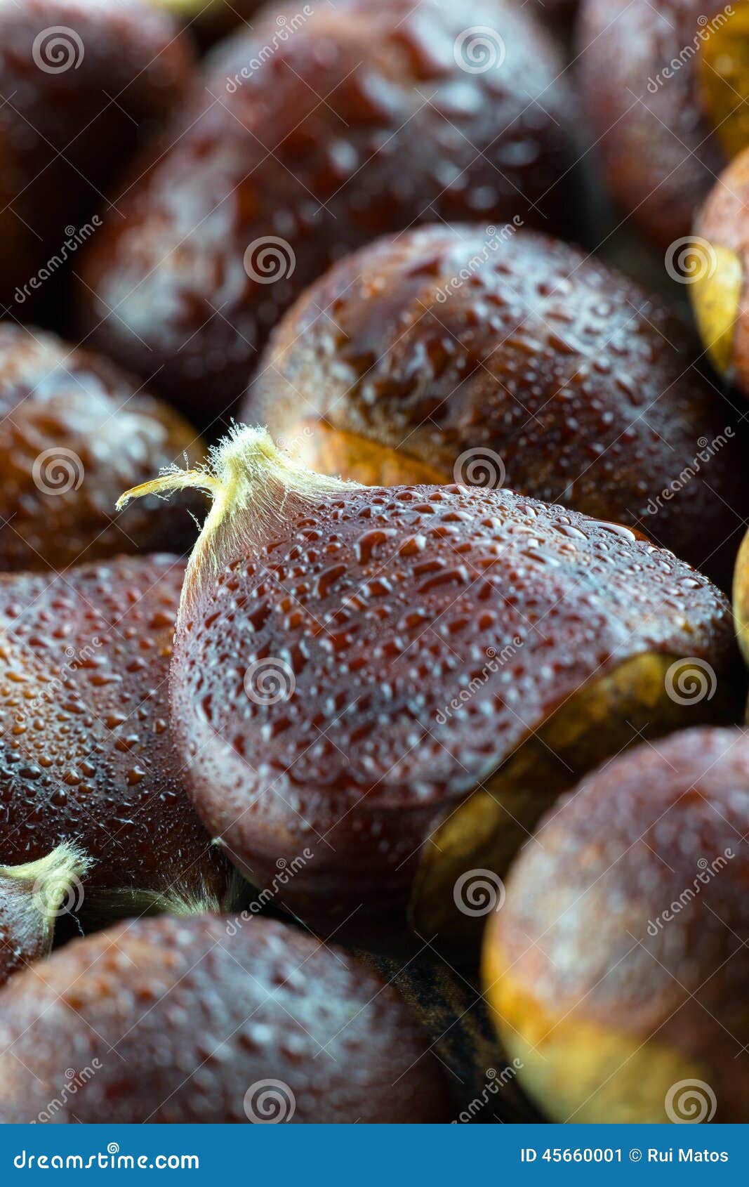 Chestnuts stock image. Image of nuts, life, barbs, fall - 45660001
