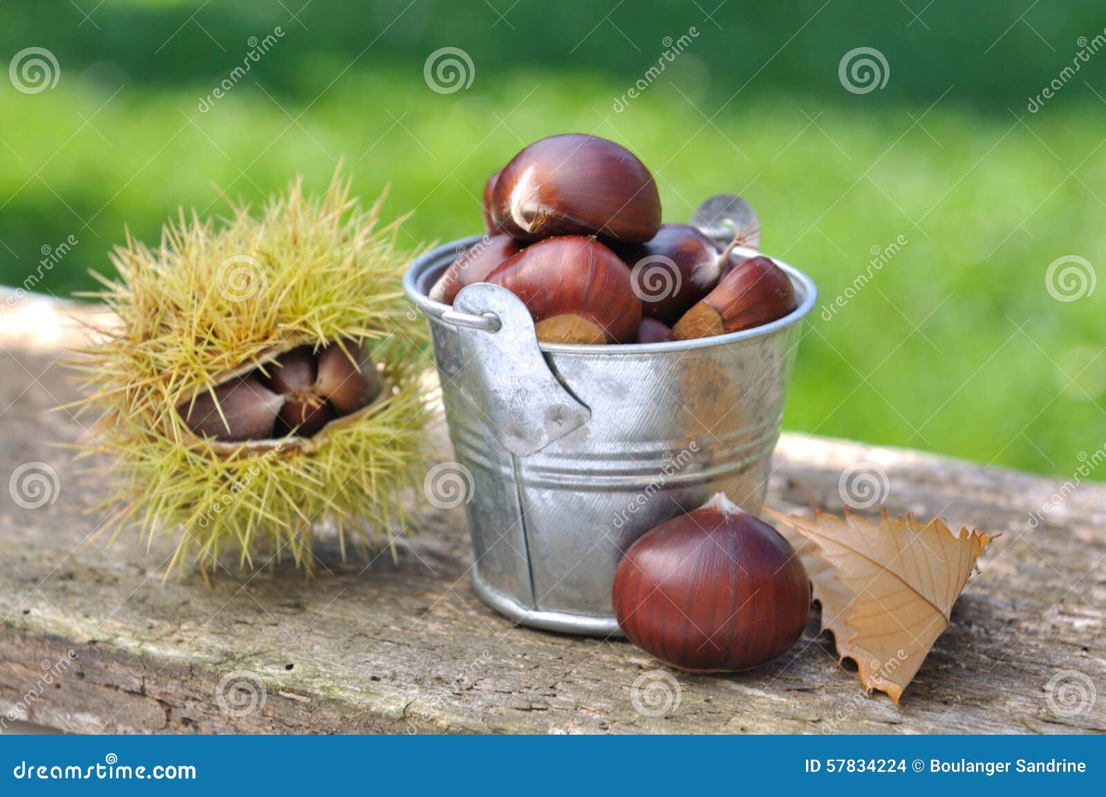 Chestnuts in bucket stock photo. Image of fall, edible - 57834224