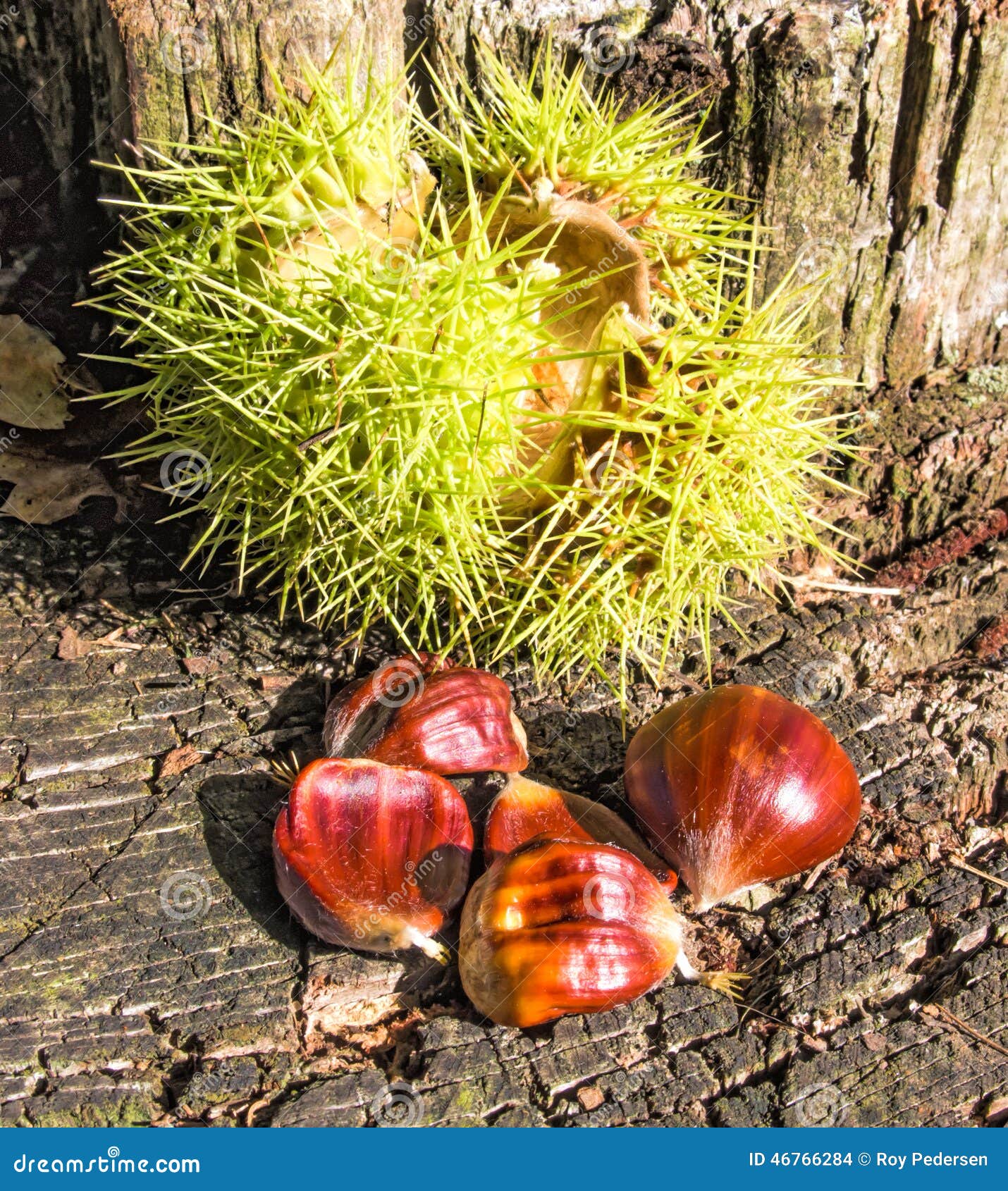 Chestnuts stock photo. Image of chestnut, rustic, chestnuts - 46766284