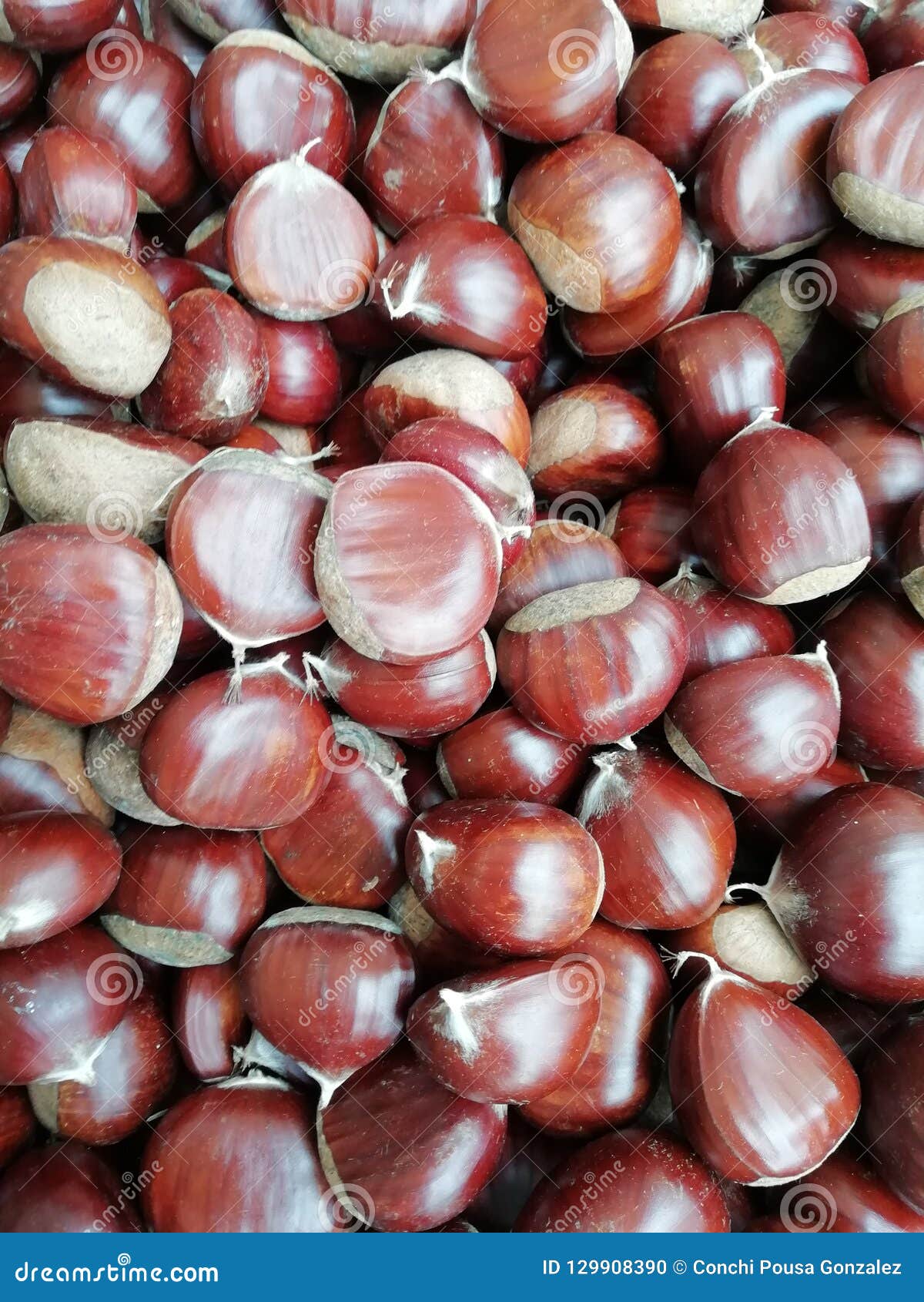 Chestnuts stock photo. Image of small, brown, chestnuts - 129908390