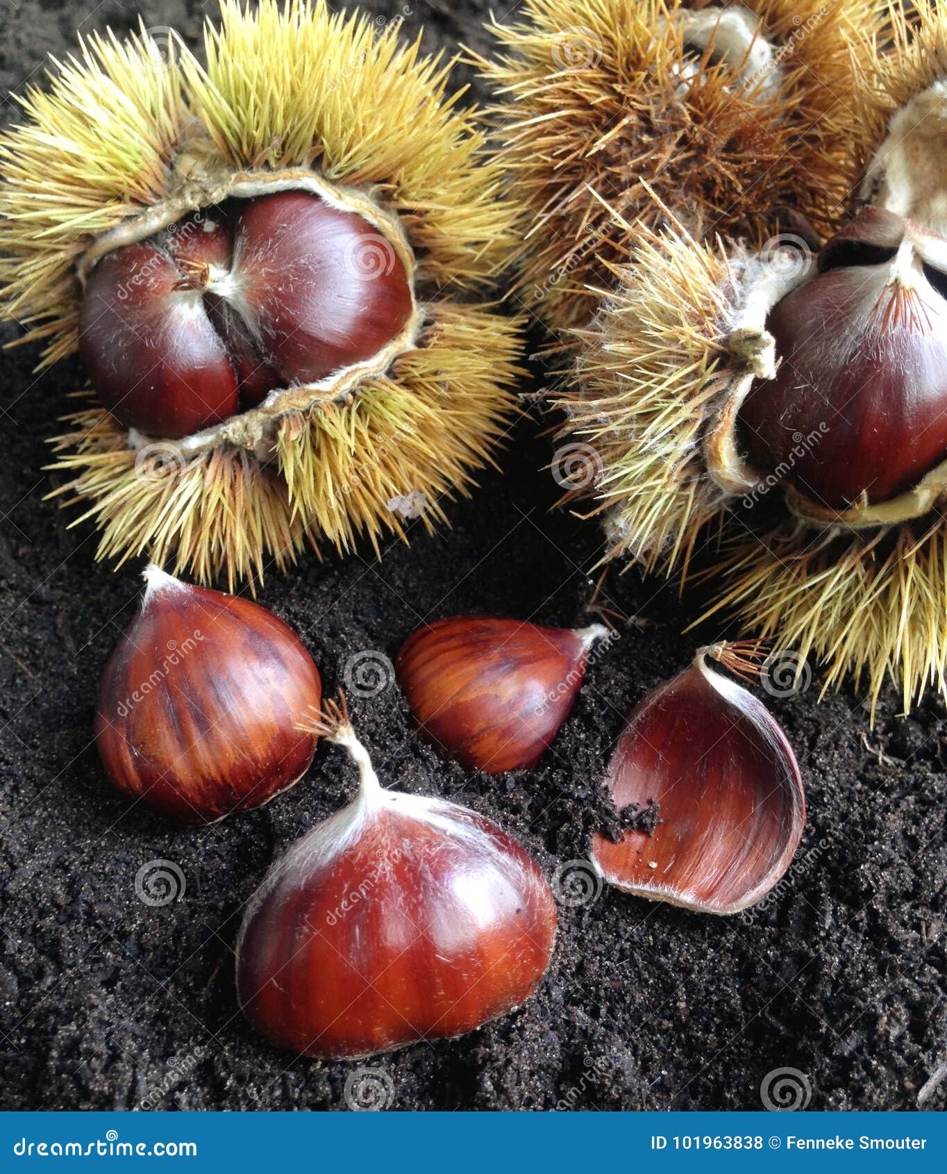 Chestnuts and Chestnuts in Spiky Shells Stock Photo - Image of maroon ...