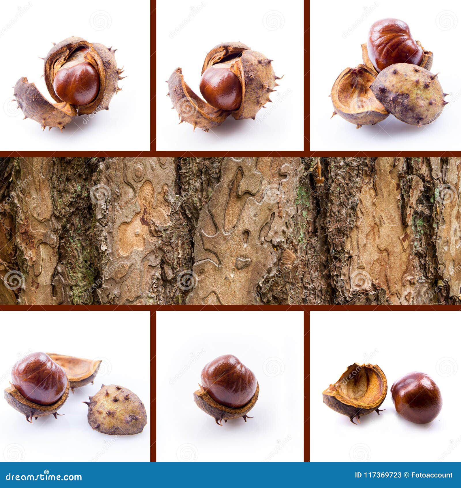 Chestnuts Collage and Bark - Background Stock Image - Image of colorful ...