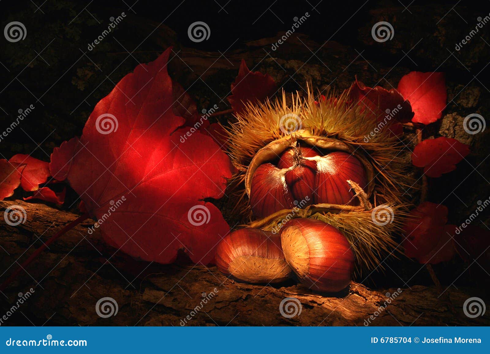 Chestnuts composition. stock photo. Image of curl, autumn - 6785704