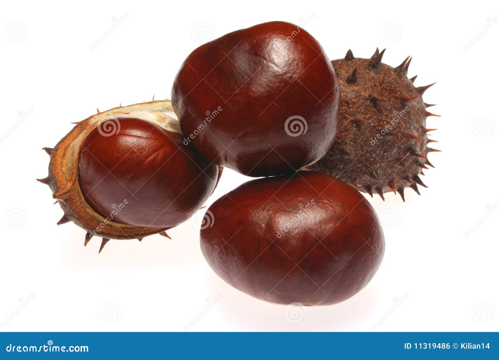 Chestnuts compositions stock photo. Image of spiked, shiny - 11319486