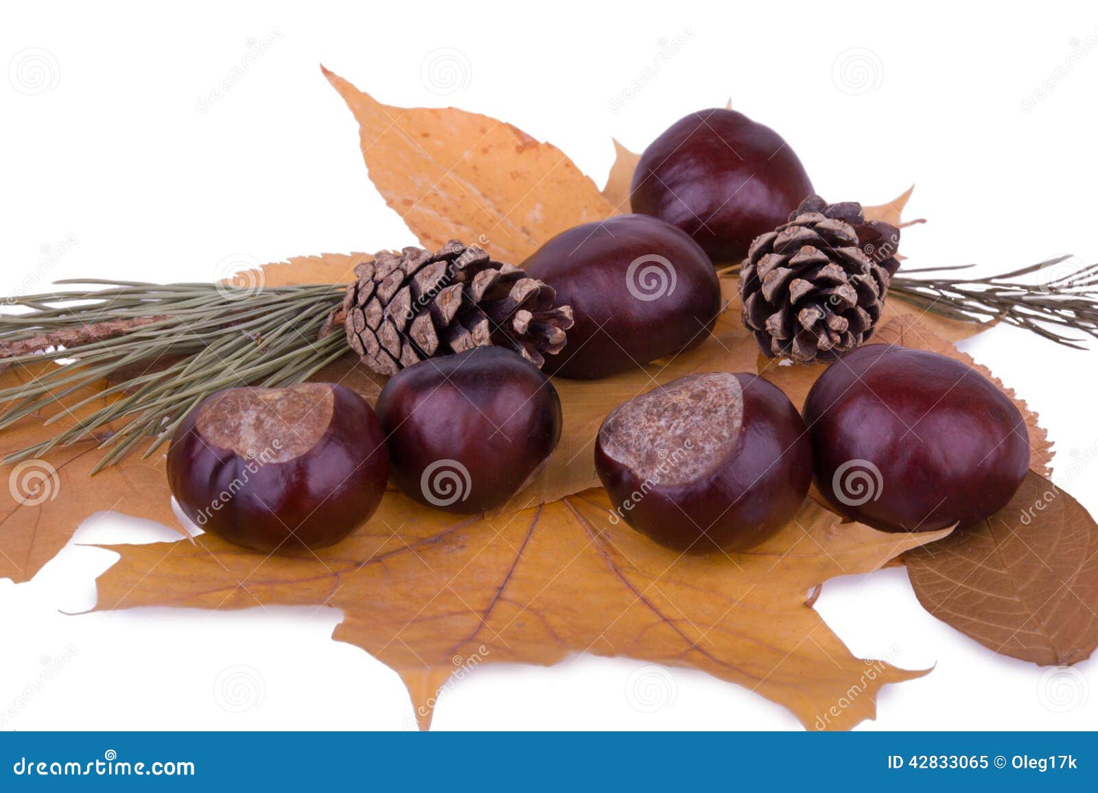 Chestnuts and cones stock image. Image of closeup, orange - 42833065