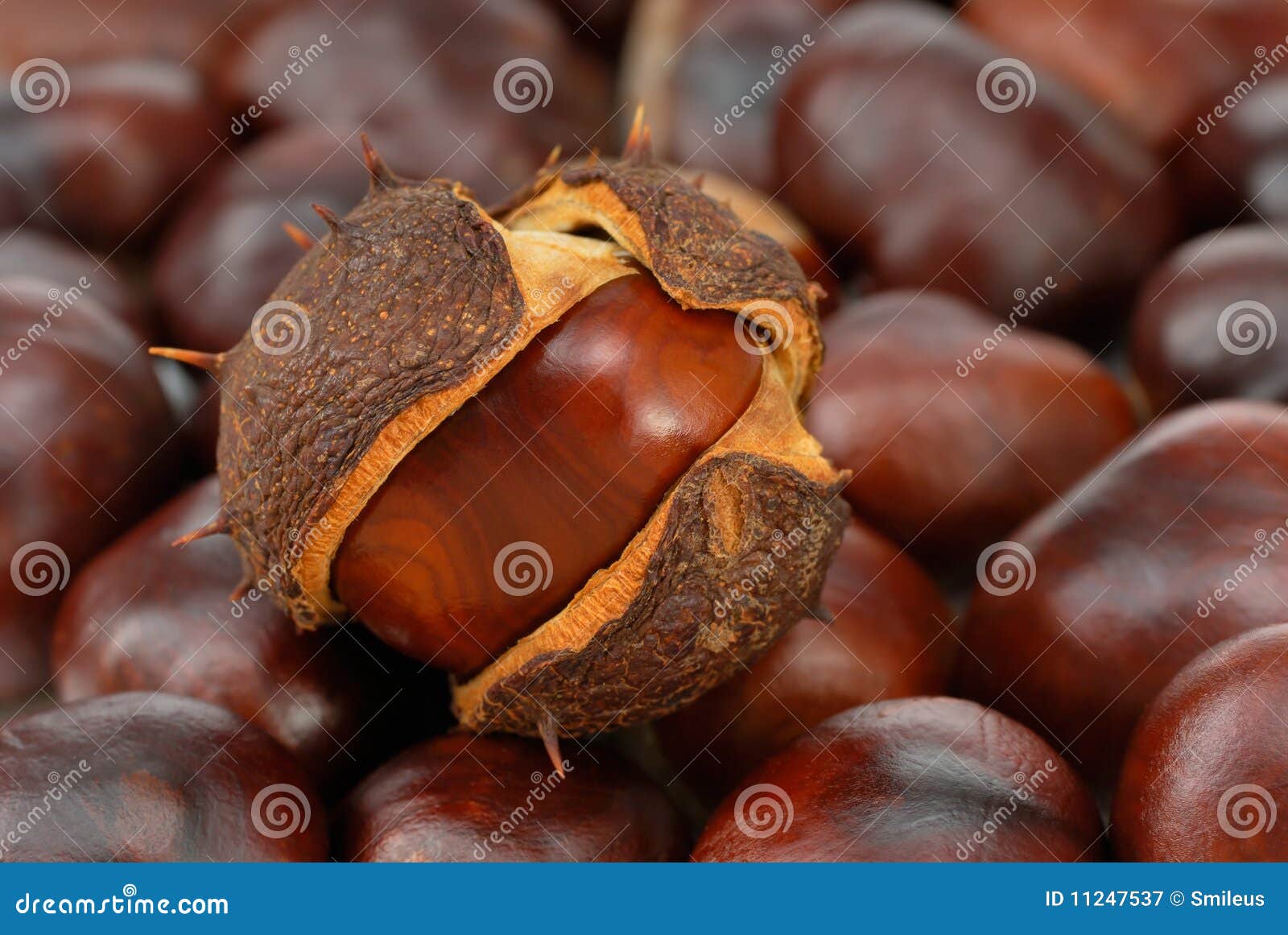 Chestnuts Covering the Frame Stock Image - Image of chestnut, european ...