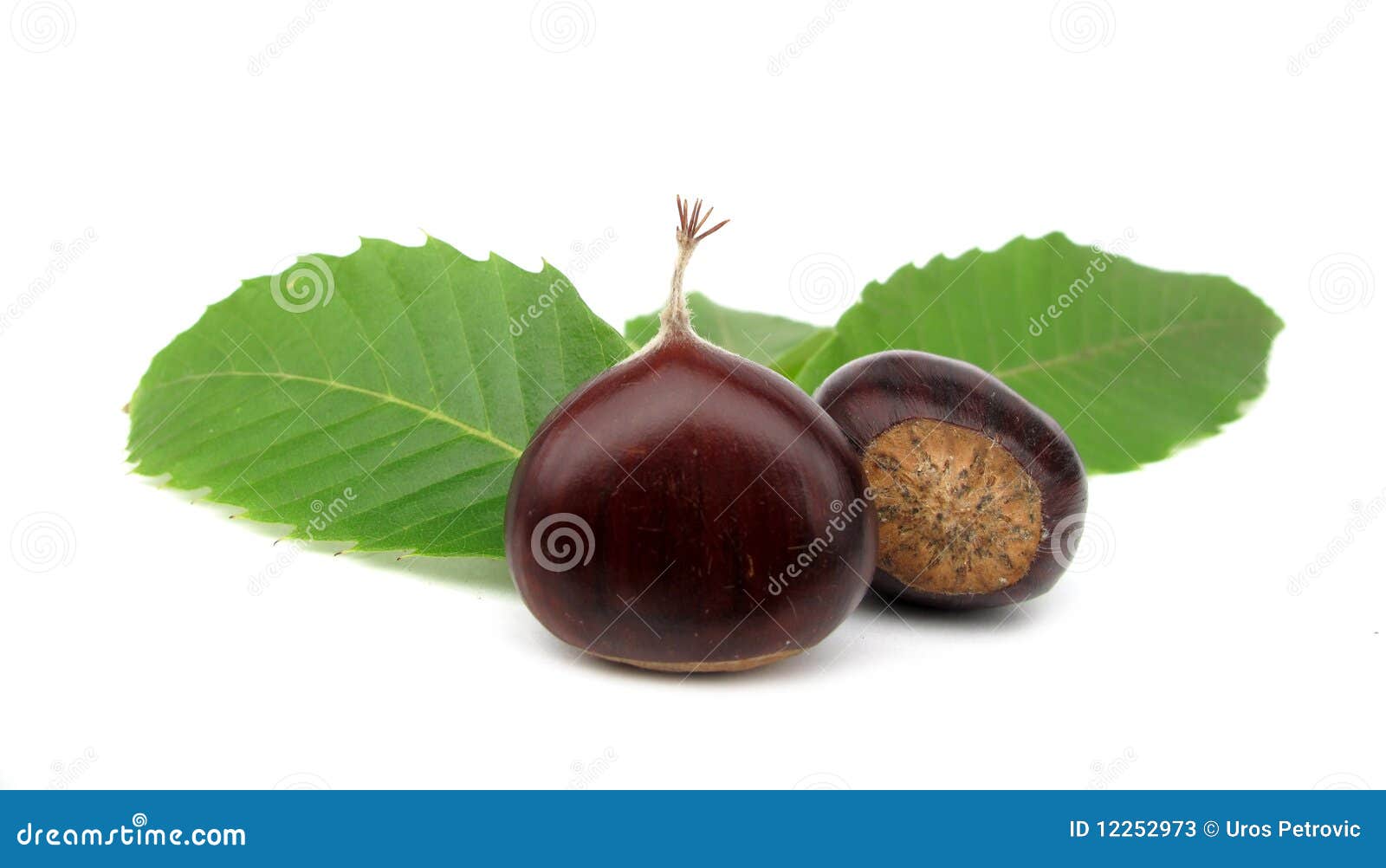 Chestnuts Edible Nuts on White Stock Image - Image of brown, pile: 12252973