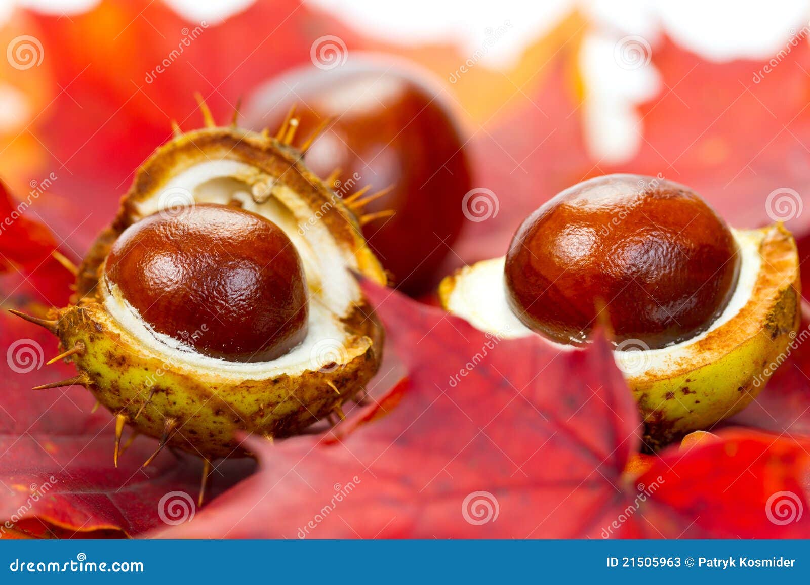 Chestnuts on fall leaves stock image. Image of forest - 21505963