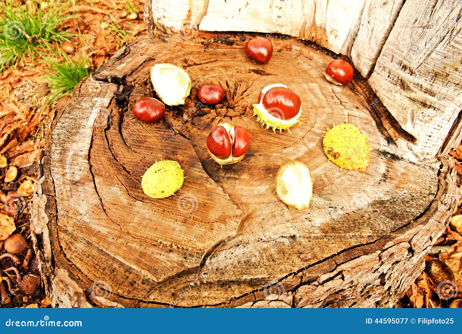 Chestnuts stock image. Image of isolation, fall, autumn - 44595077