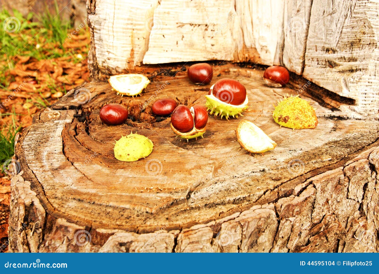 Chestnuts stock photo. Image of closeup, forest, food - 44595104