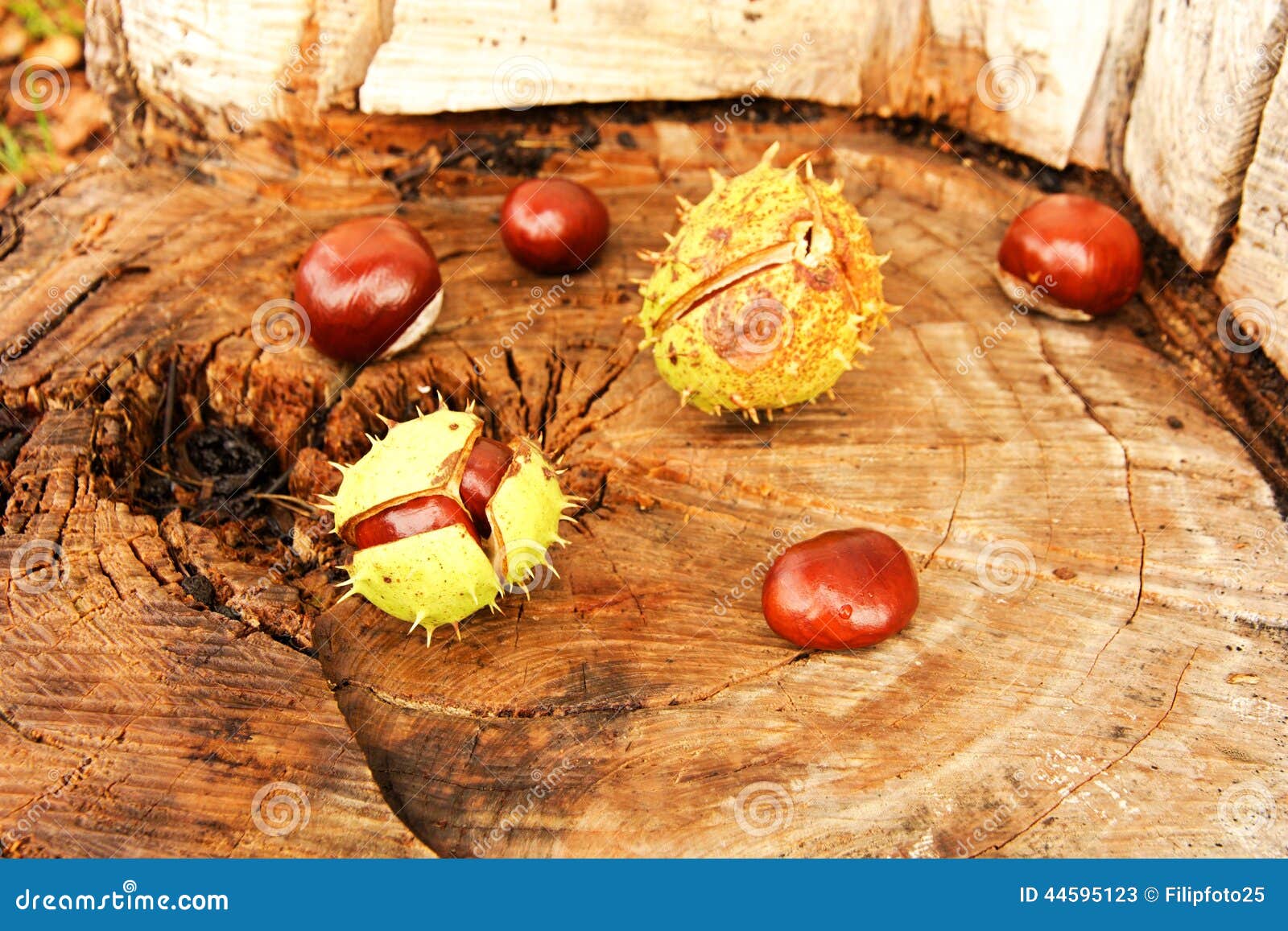 Chestnuts stock image. Image of food, isolation, green - 44595123