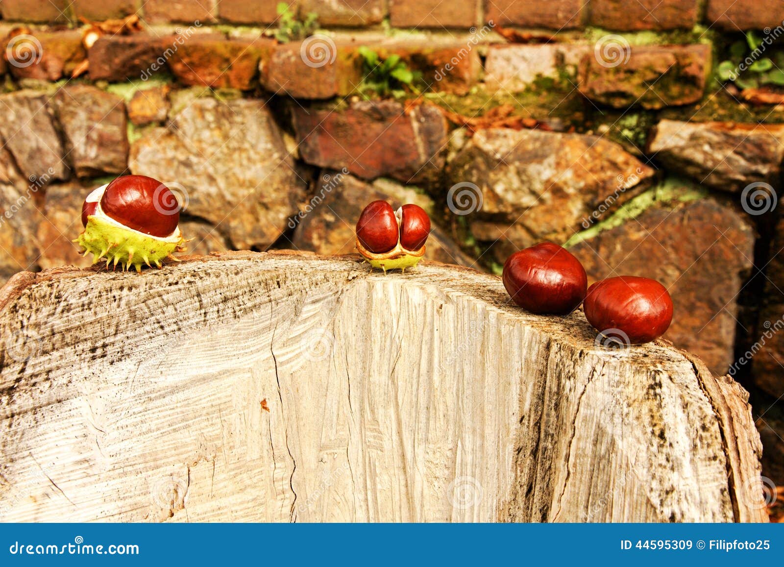 Chestnuts stock image. Image of close, brownish, colorful - 44595309