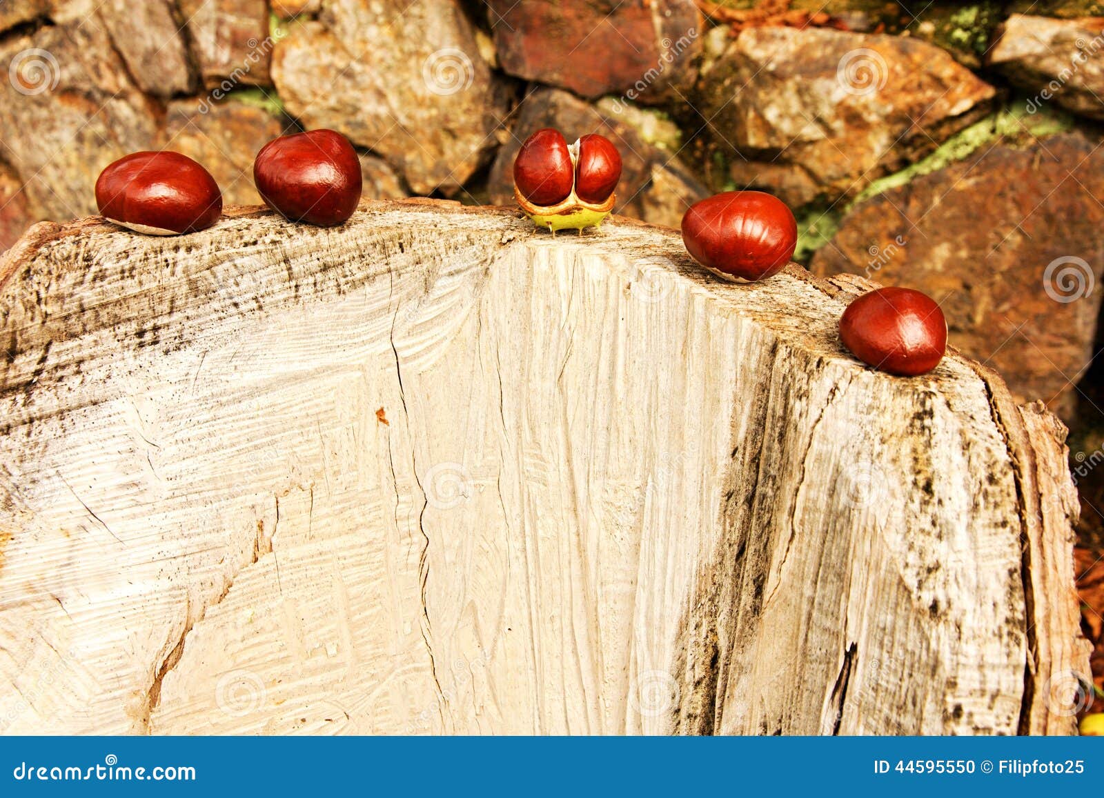 Chestnuts stock photo. Image of close, closeup, change - 44595550