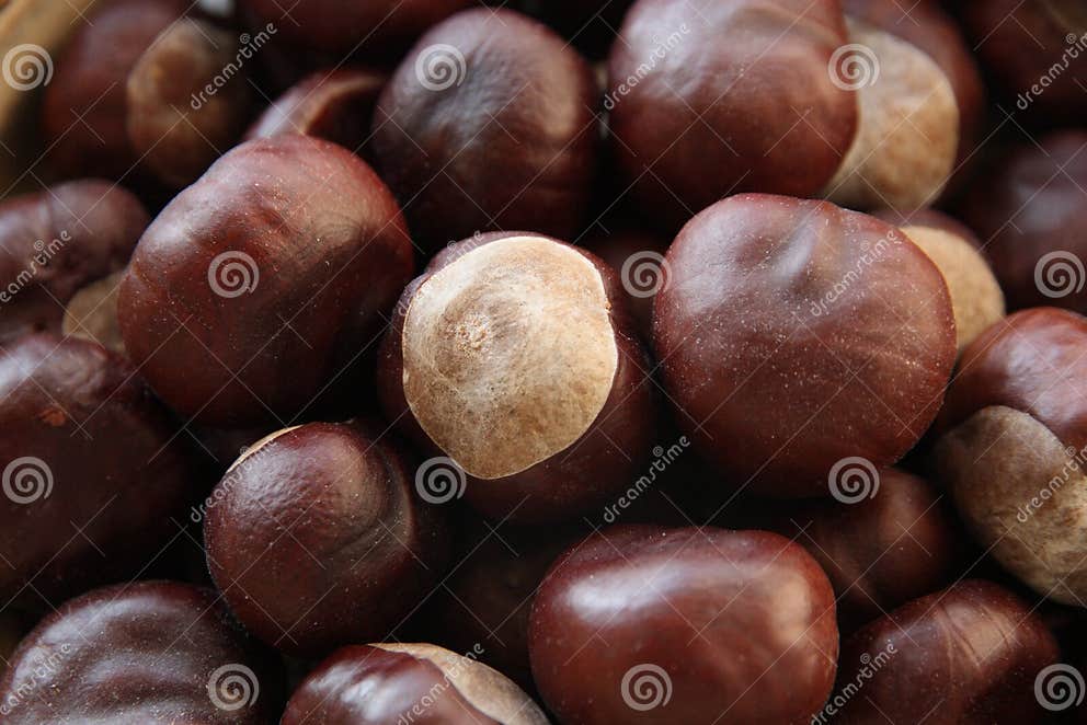 Chestnuts stock image. Image of fall, nature, brown, number - 36771597