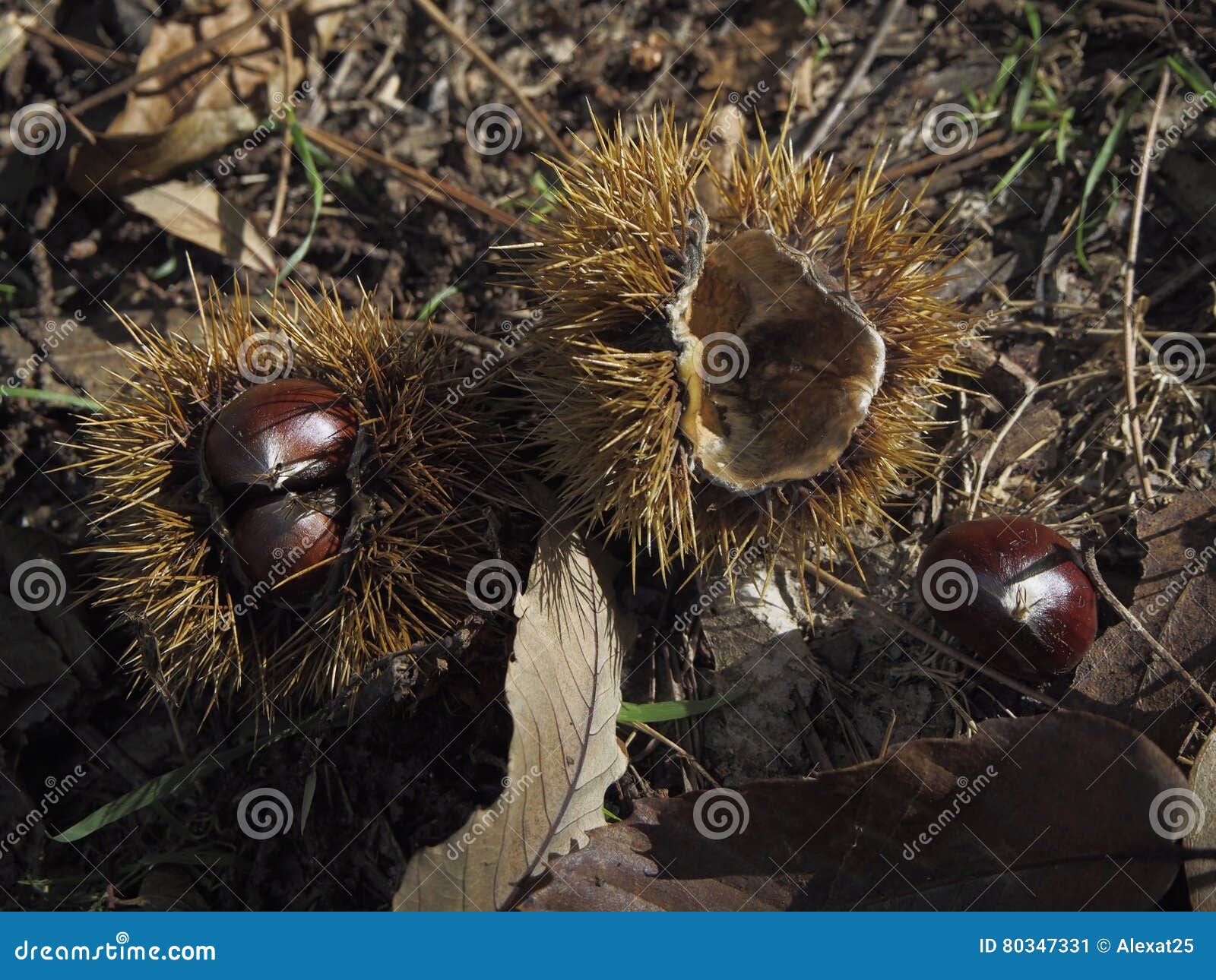 Chestnuts in the field stock image. Image of season, autumn - 80347331