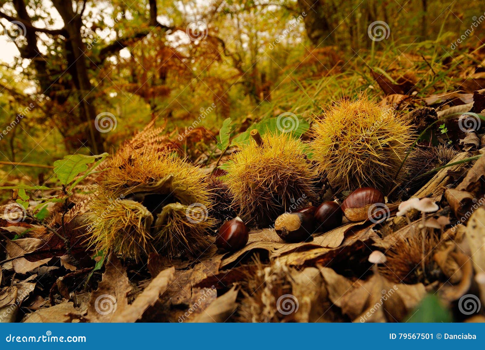 Chestnuts in a Forest in Tuscany, Italy. Fall Season Stock Image ...