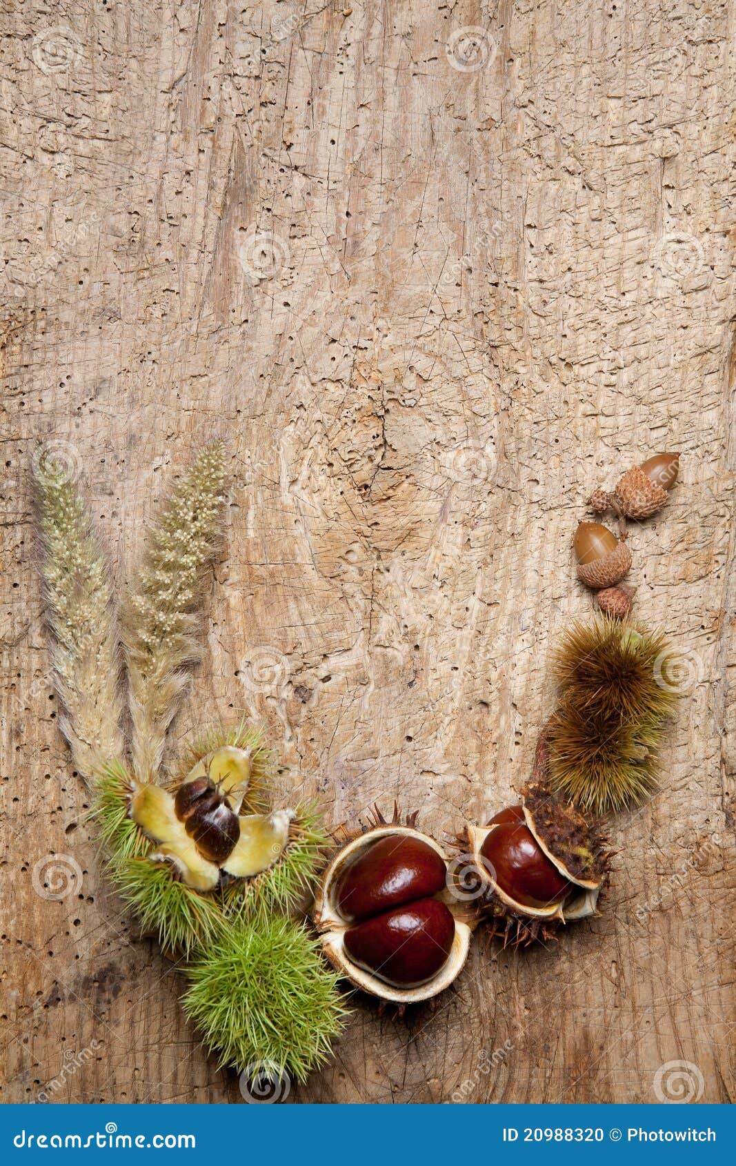 Chestnuts frame stock photo. Image of design, fall, hazel - 20988320