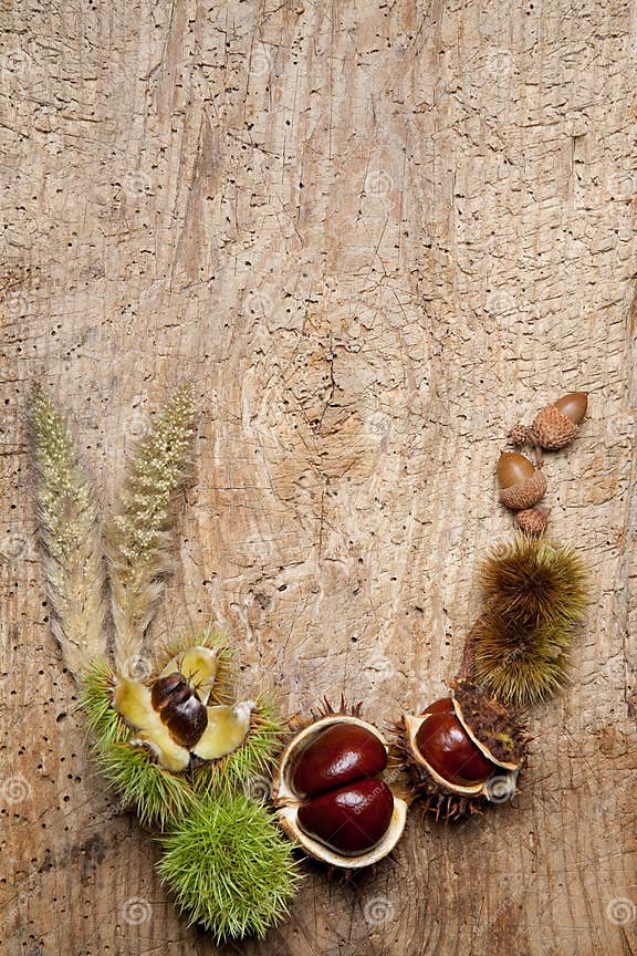 Chestnuts frame stock photo. Image of design, fall, hazel - 20988320
