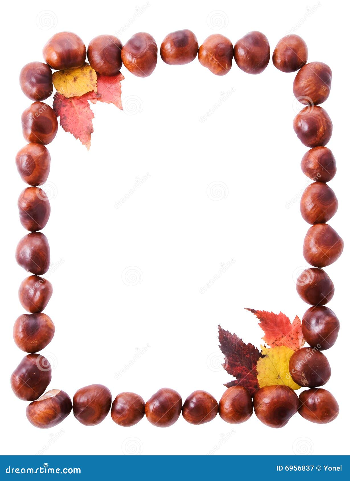 Chestnuts frame stock image. Image of color, path, botany - 6956837