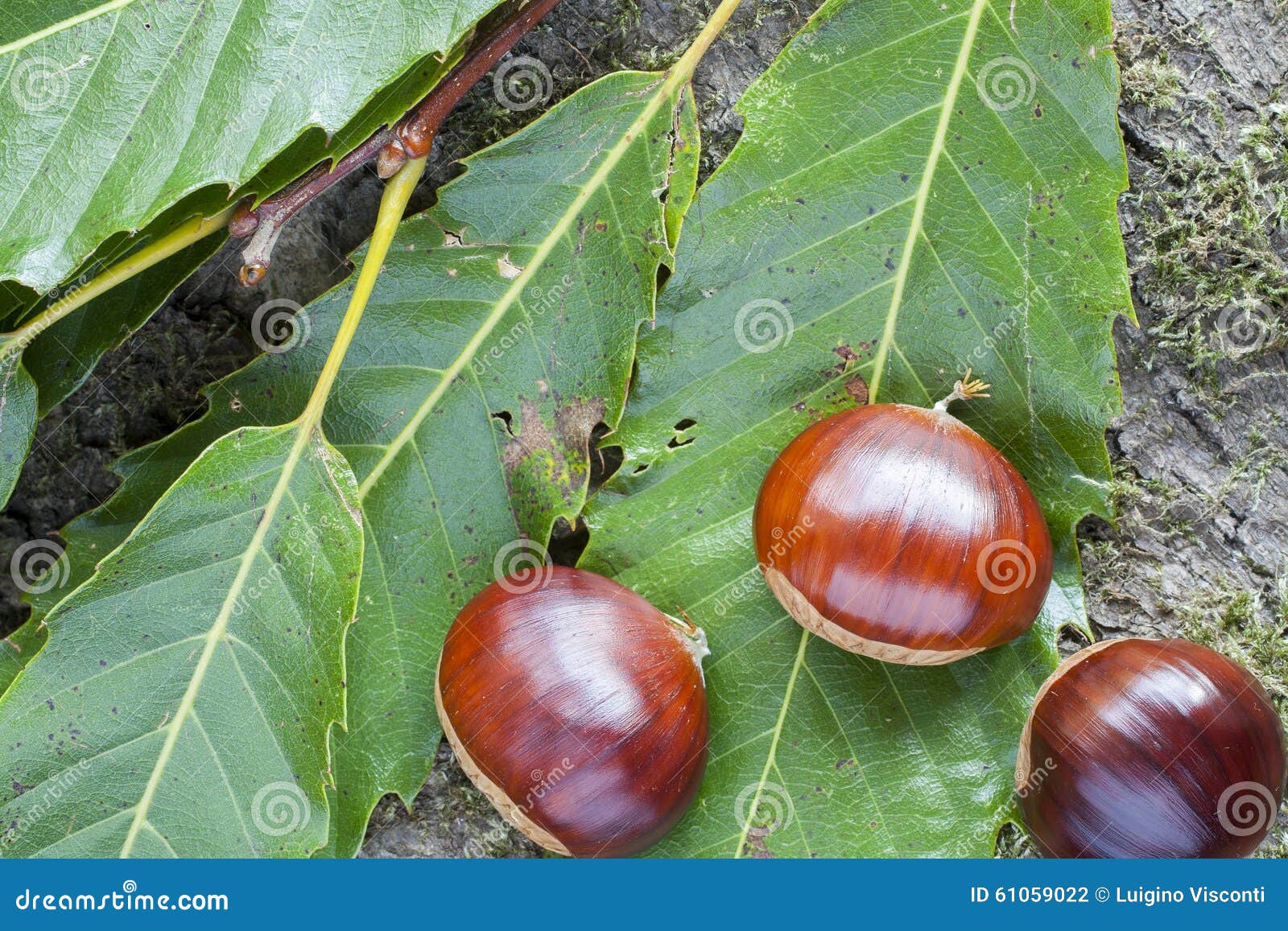 Chestnuts stock photo. Image of dark, horizontal, pile - 61059022