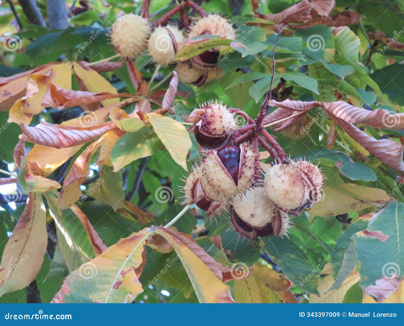 Chestnuts Fruit Thorns Natural Color Coming Out Seed Protection Stock ...