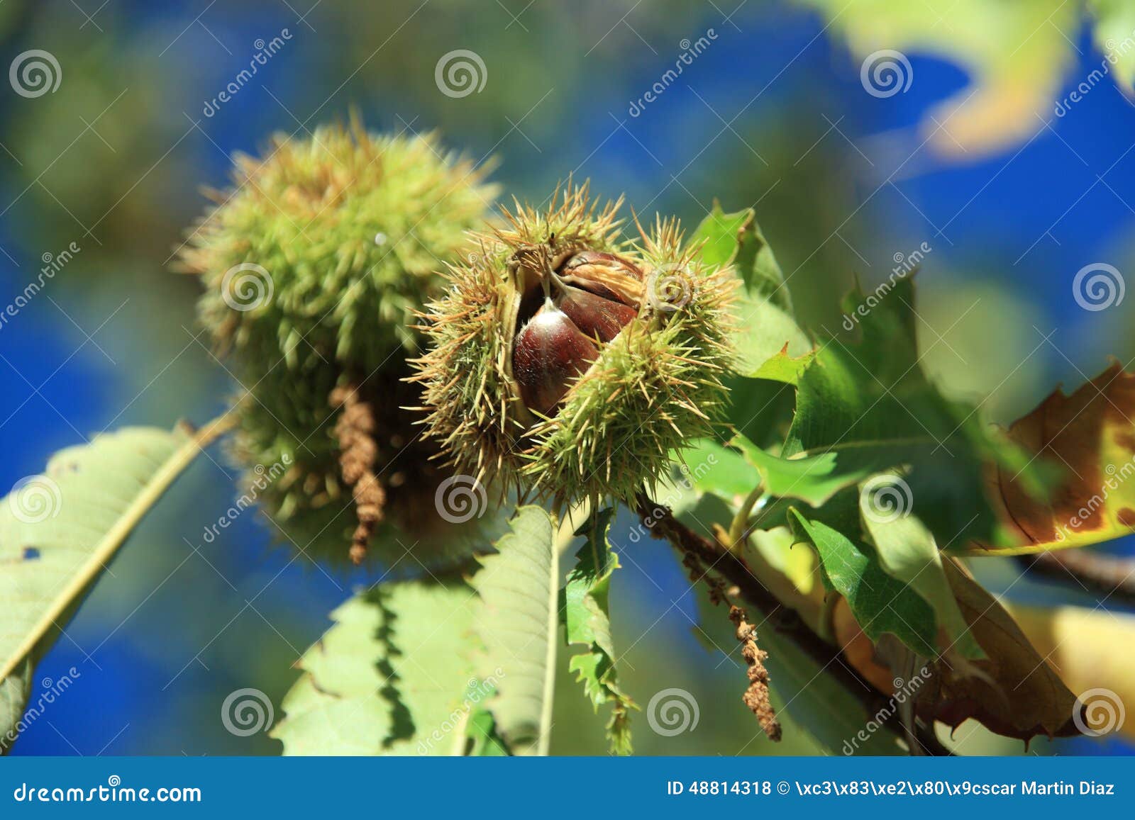Chestnuts stock photo. Image of fruit, chestnuts, autumn - 48814318