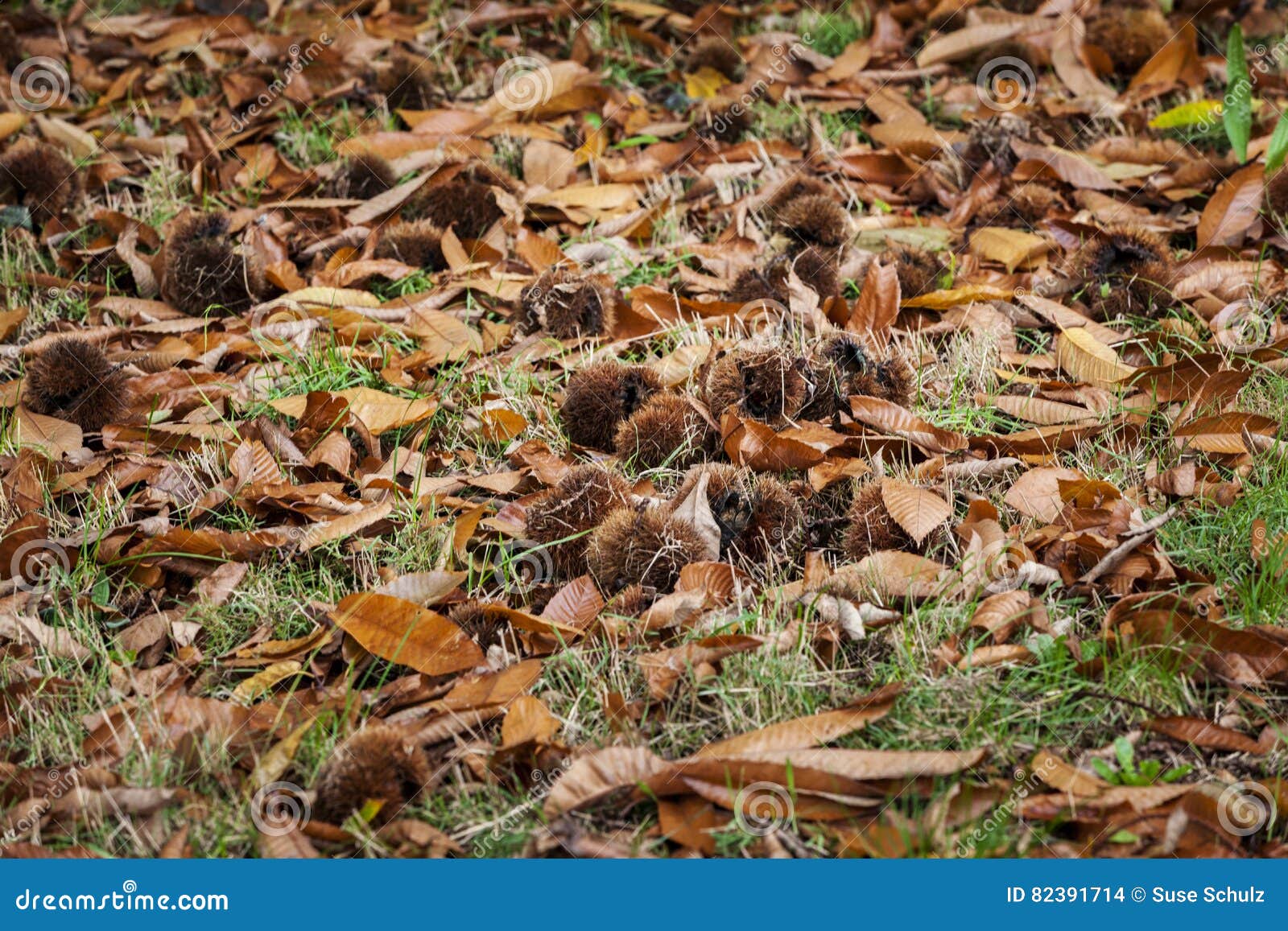 Chestnuts on Grass Underneath Chestnut Trees Stock Photo - Image of ...