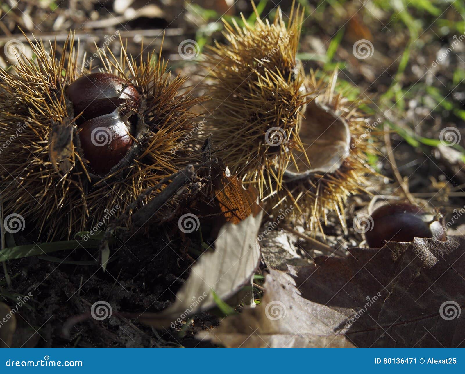 Chestnuts stock image. Image of diet, seeds, plant, natural - 80136471
