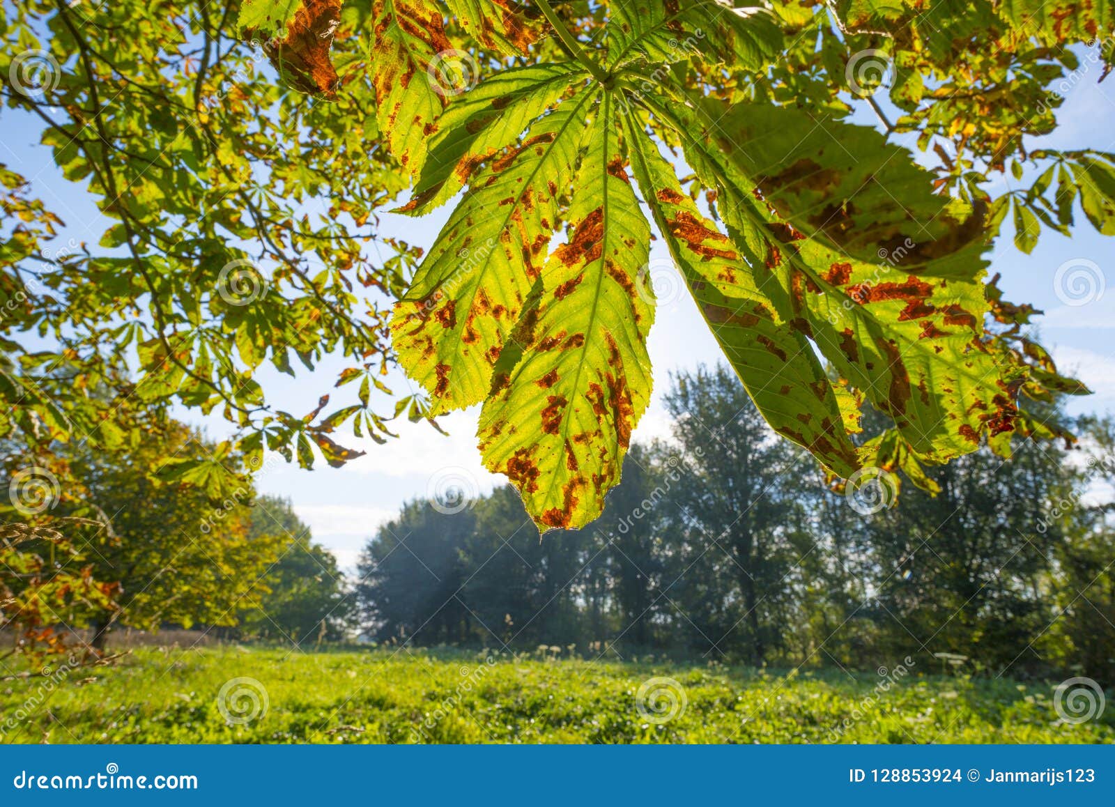 Chestnuts in a Green Field Below a Blue Sky in Sunlight in Autumn Stock ...