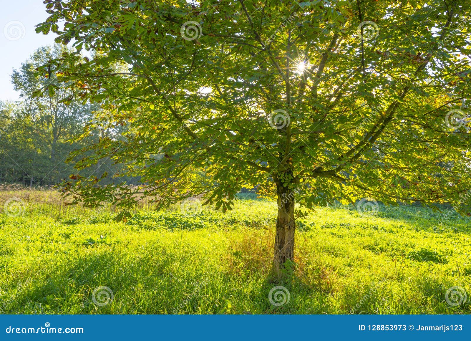 Chestnuts in a Green Field Below a Blue Sky in Sunlight in Autumn Stock ...
