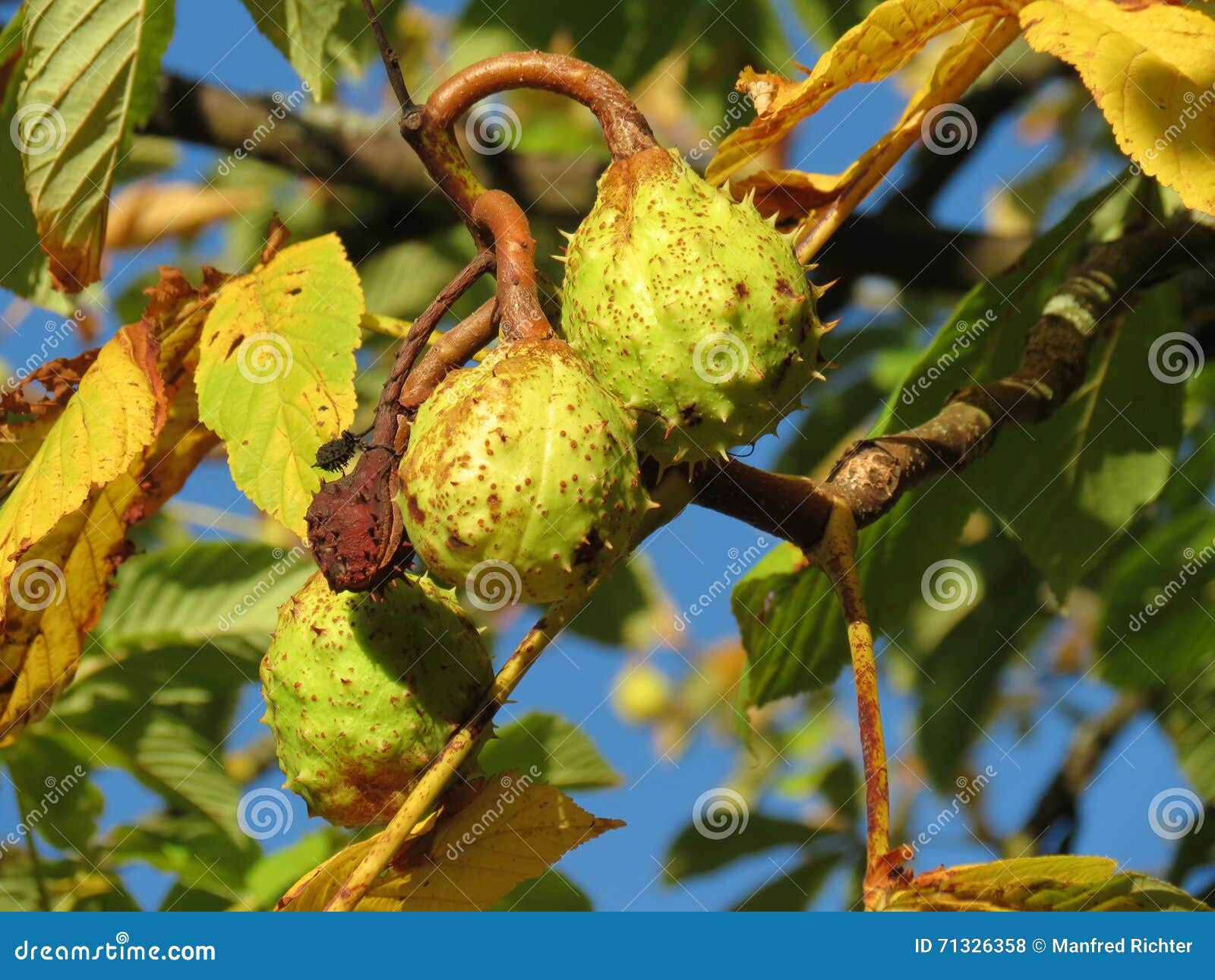 Chestnuts stock photo. Image of detail, natural, tree - 71326358