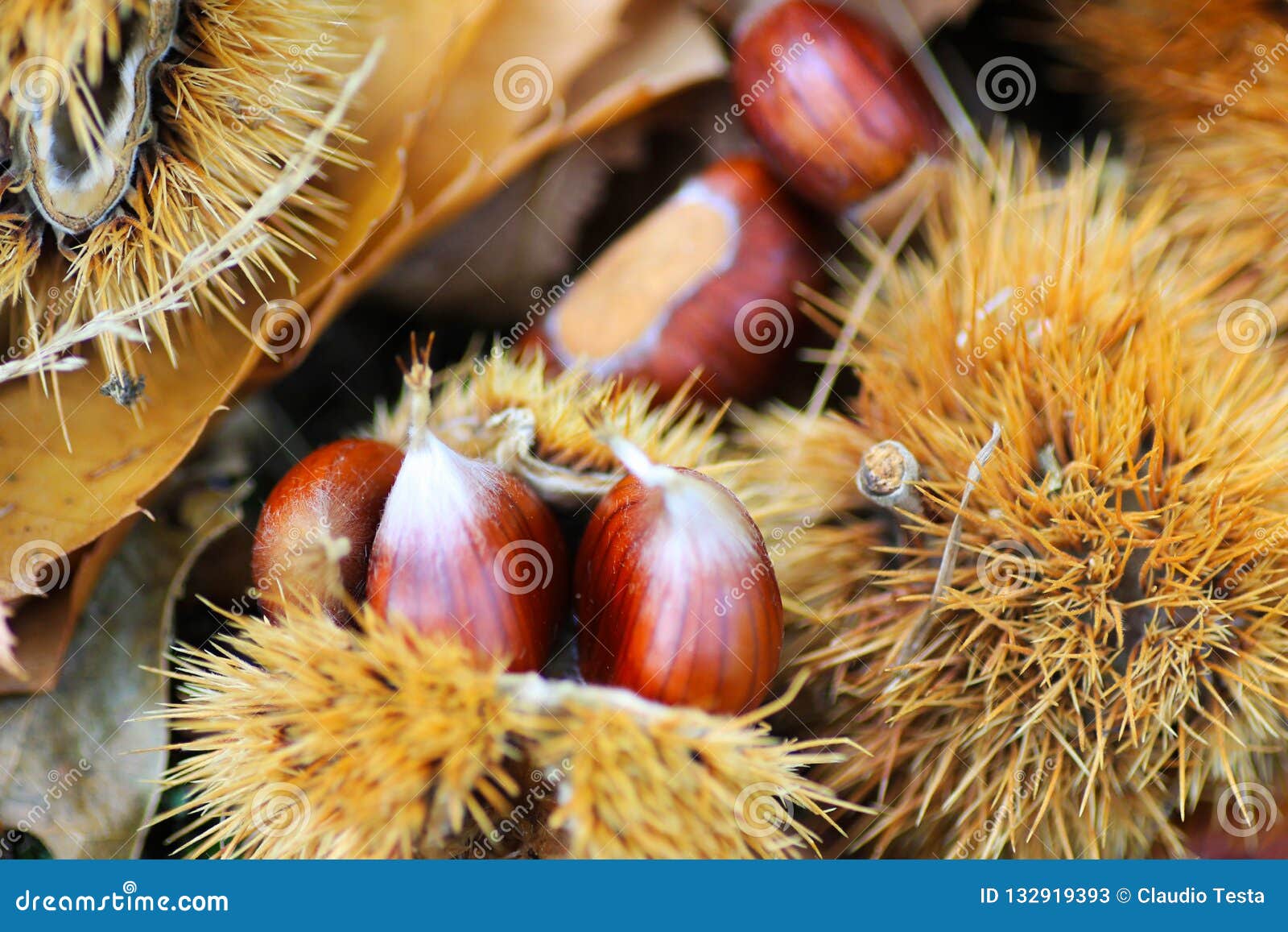 Chestnuts on the ground stock image. Image of chestnuts - 132919393