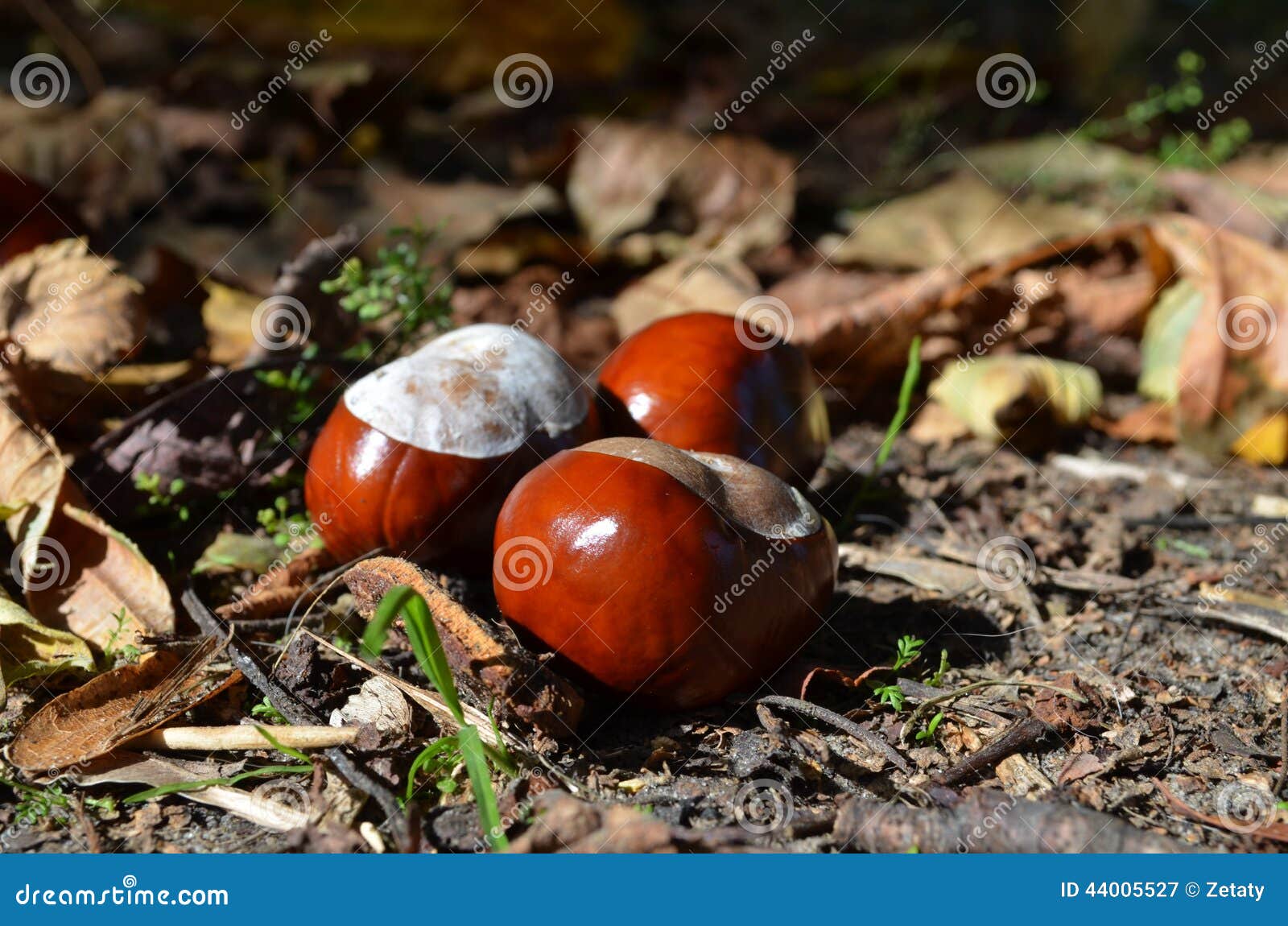 Chestnuts on ground stock image. Image of seasonal, chestnut - 44005527