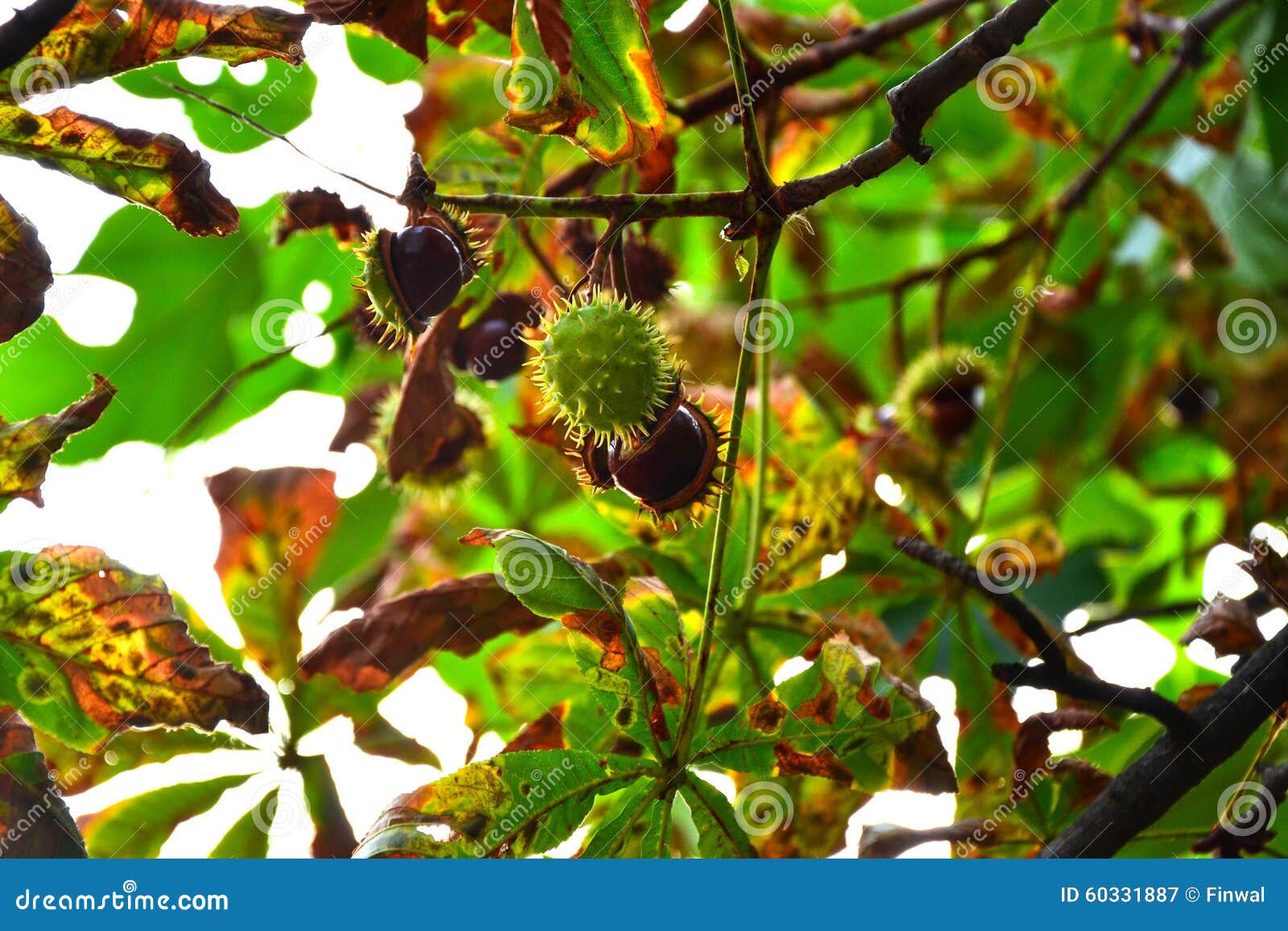 Chestnuts Growing on the Tree Stock Image - Image of branch, seasons ...