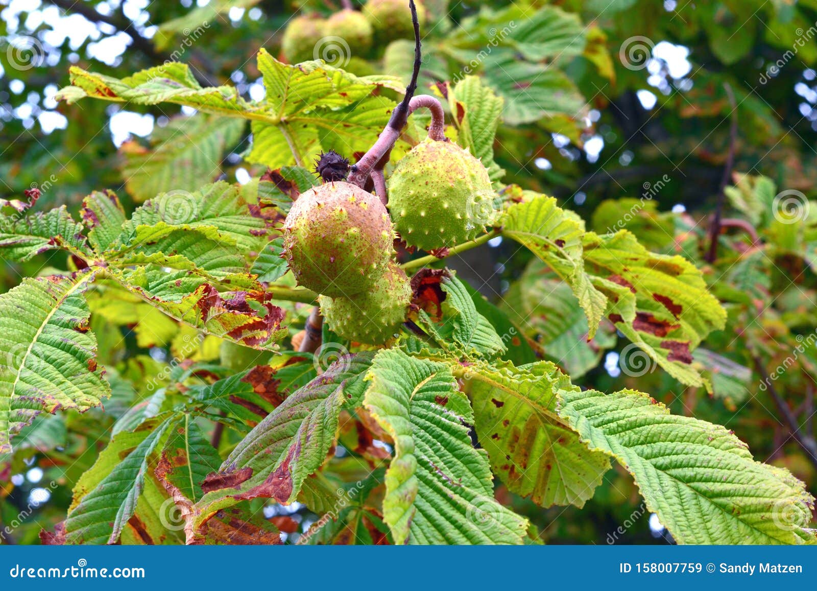 Chestnuts Growing on a Tree in England in Autumn Stock Image - Image of ...