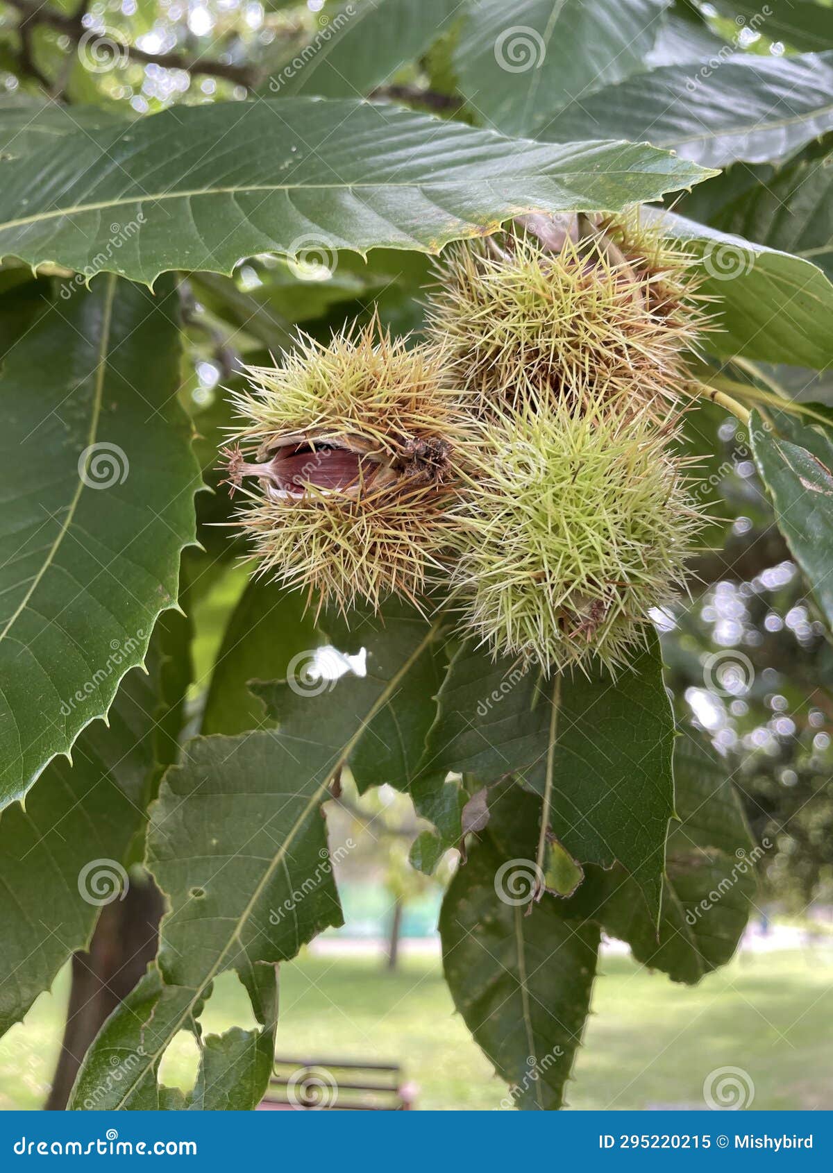 Chesnuts Growing on a Tree Ready for Picking Stock Image - Image of ...