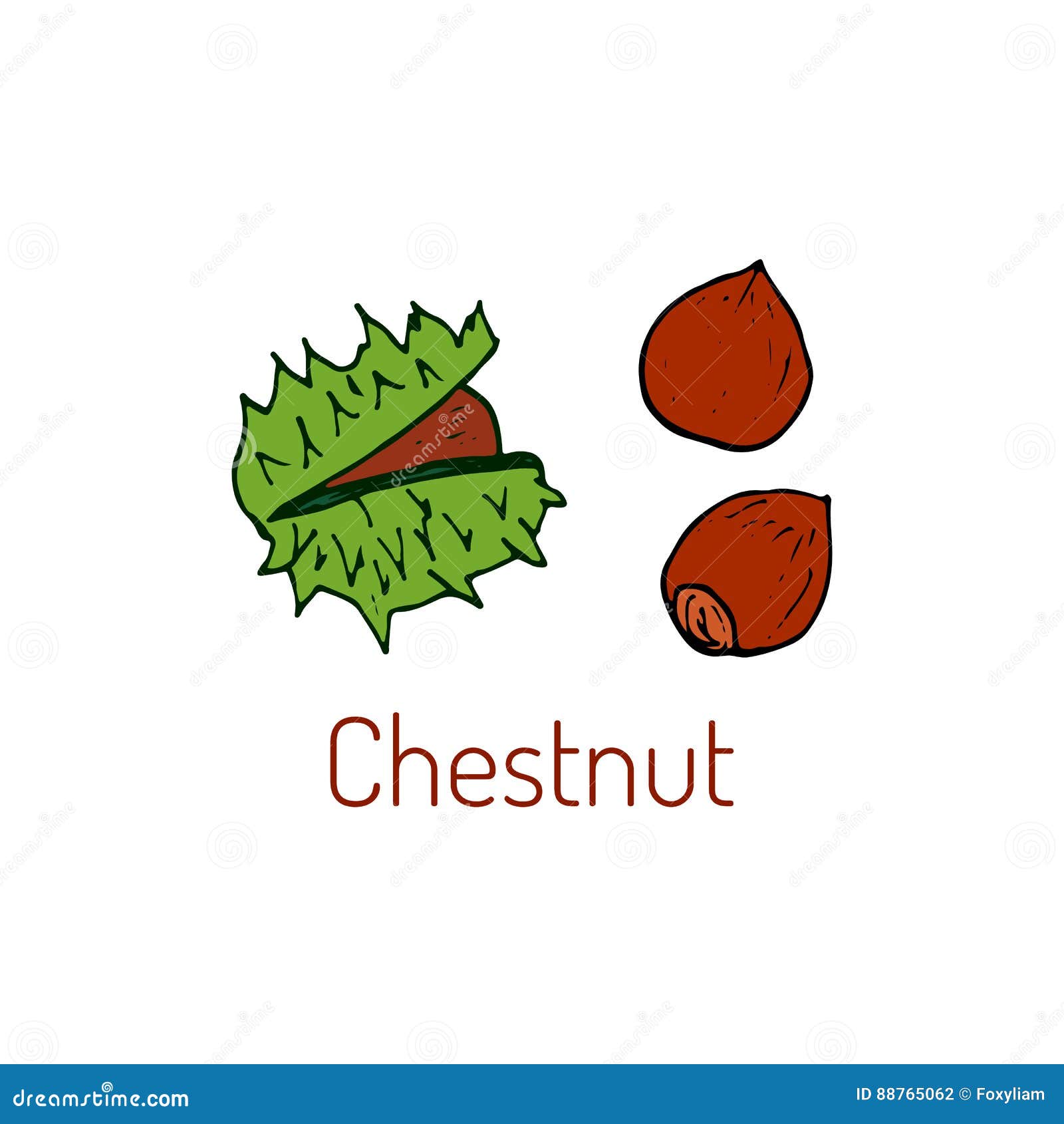 Chestnuts Hand drawn stock vector. Illustration of chestnut - 88765062