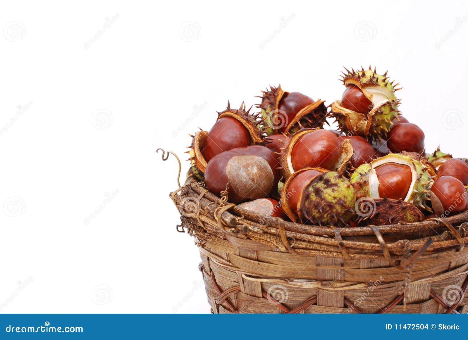 Chestnuts harvest stock photo. Image of chestnut, white - 11472504