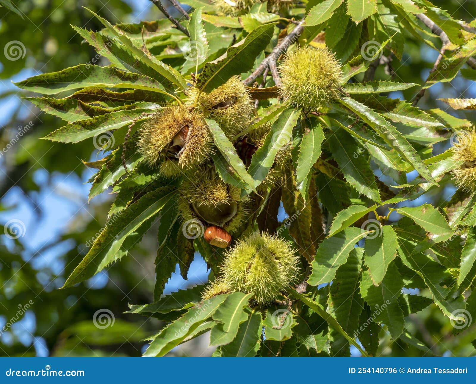 Chestnuts and husks stock photo. Image of castagne, autunno - 254140796