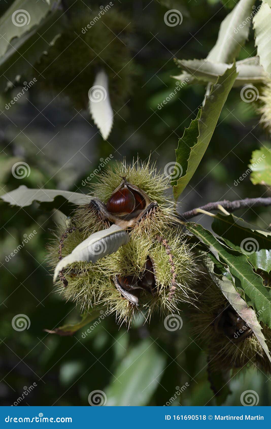 Chestnuts Inside Chestnut Hedgehog or Castanea Sativa in Autumn Stock ...