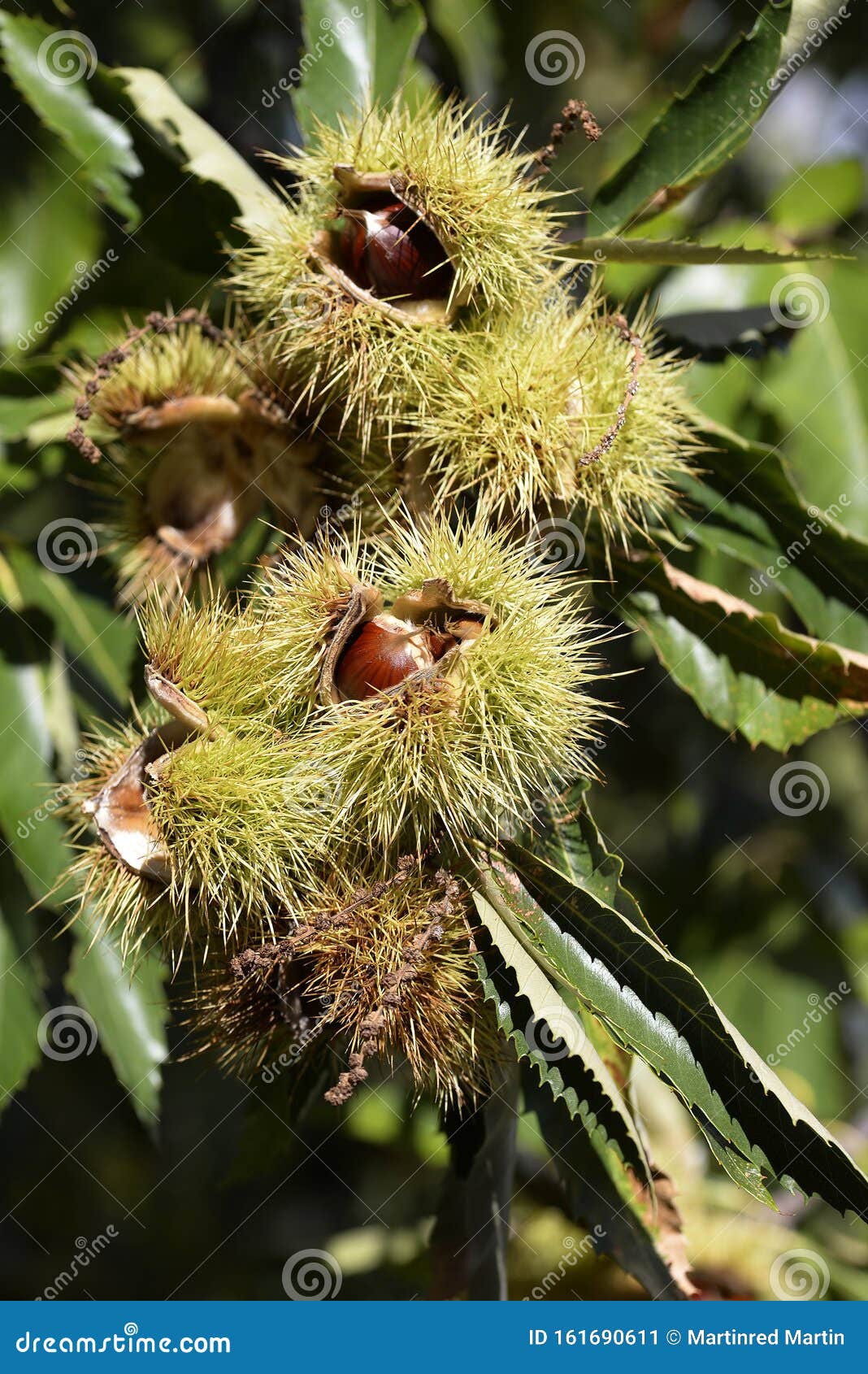 Chestnuts Inside Chestnut Hedgehog or Castanea Sativa in Autumn Stock ...