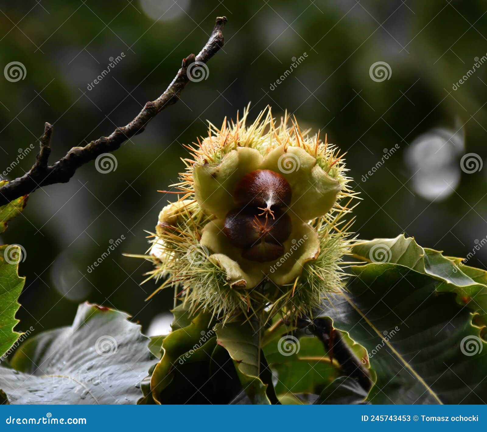 Chestnuts Inside Chestnut Hedgehog or Castanea Sativa in Autumn Stock ...